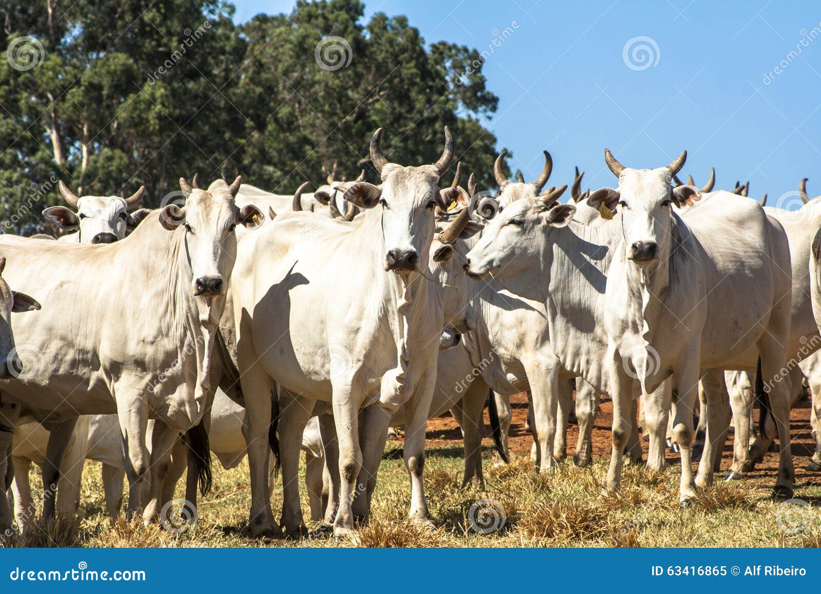 Gado de Nelore imagem editorial. Imagem de rancho, exterior - 63416865