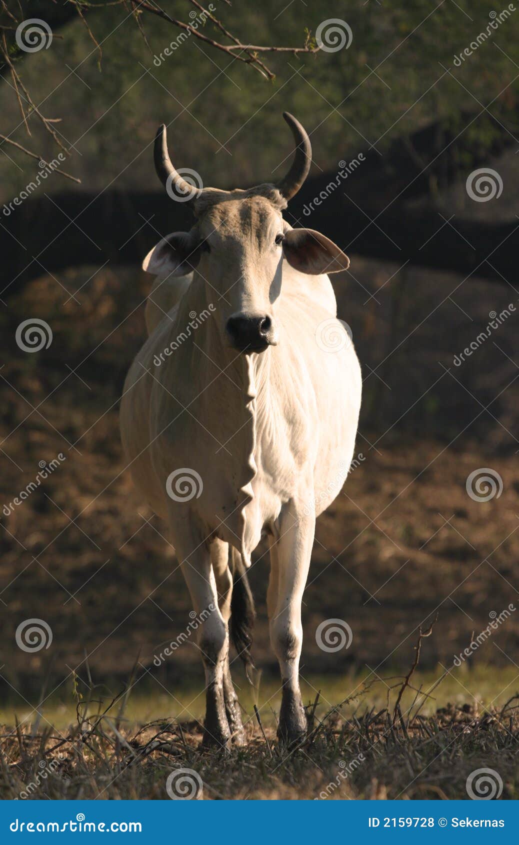 Gado indiano do brahman foto de stock. Imagem de floresta - 2159728
