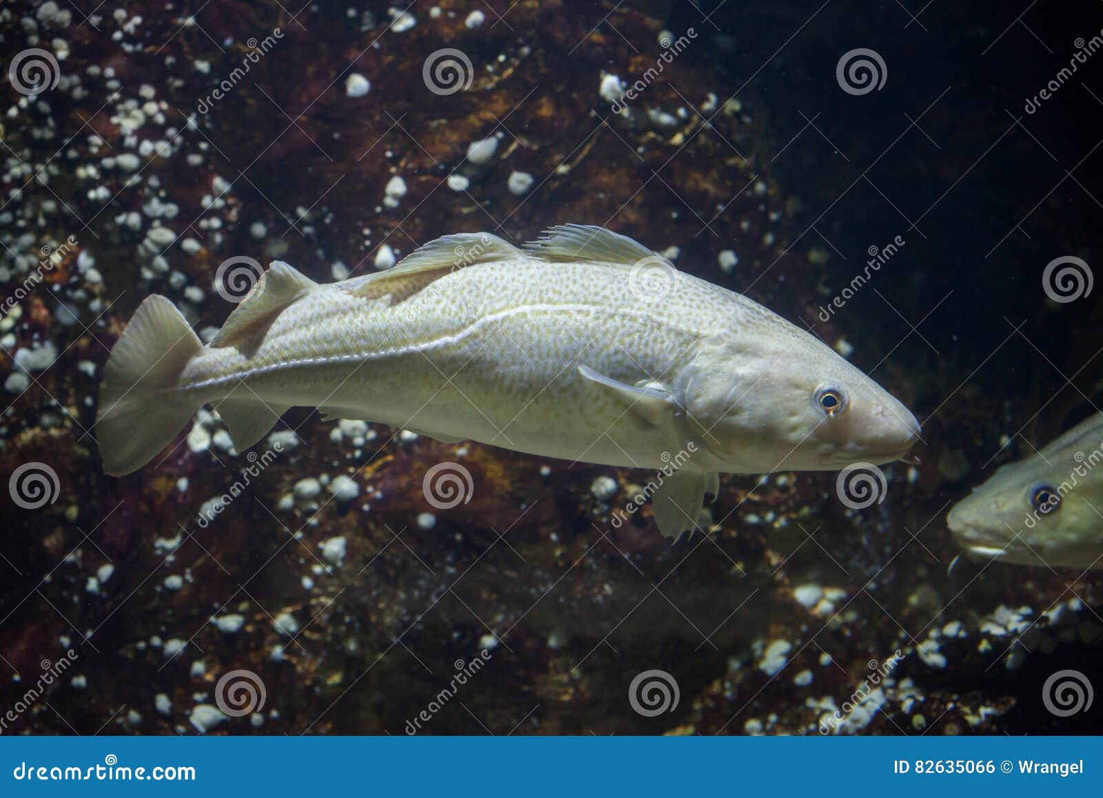 Gadus Morhua Del Merluzzo Bianco Fotografia Stock - Immagine di baltico ...