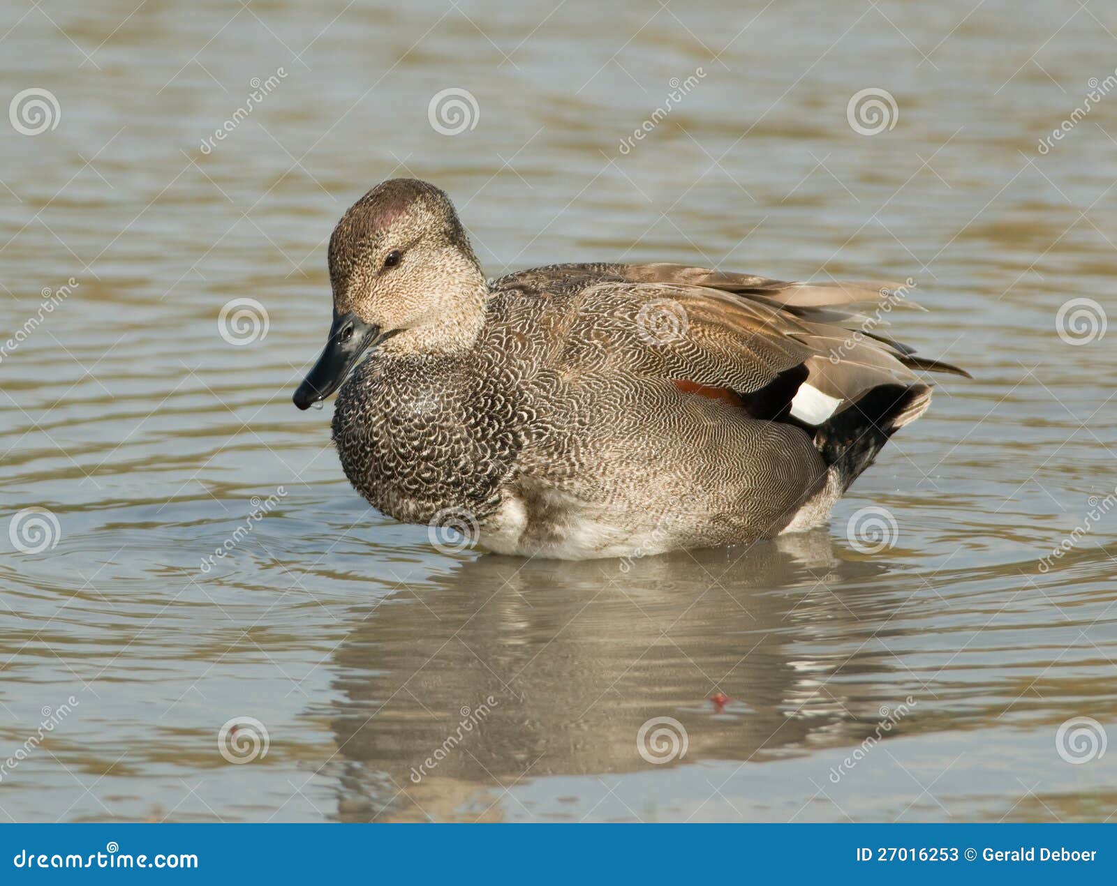 Gadwall stock image. Image of feeding, spring, nature - 27016253