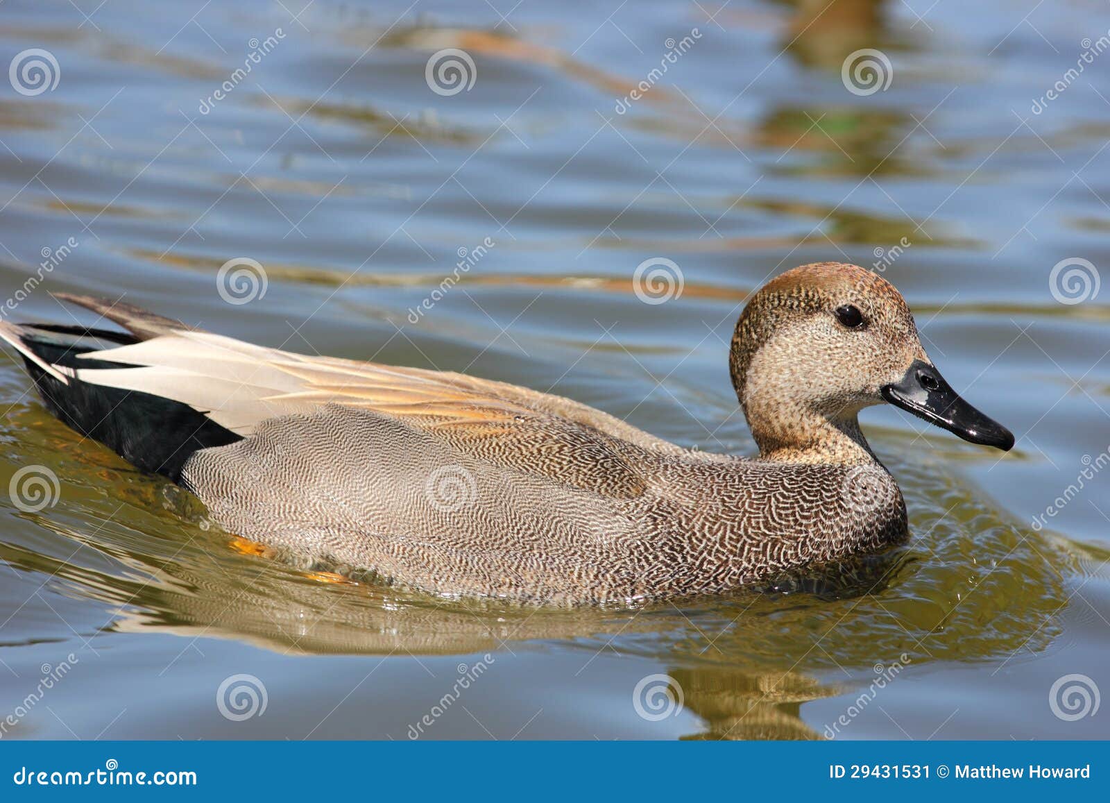 Gadwall stock image. Image of game, grey, feather, gadwall - 29431531