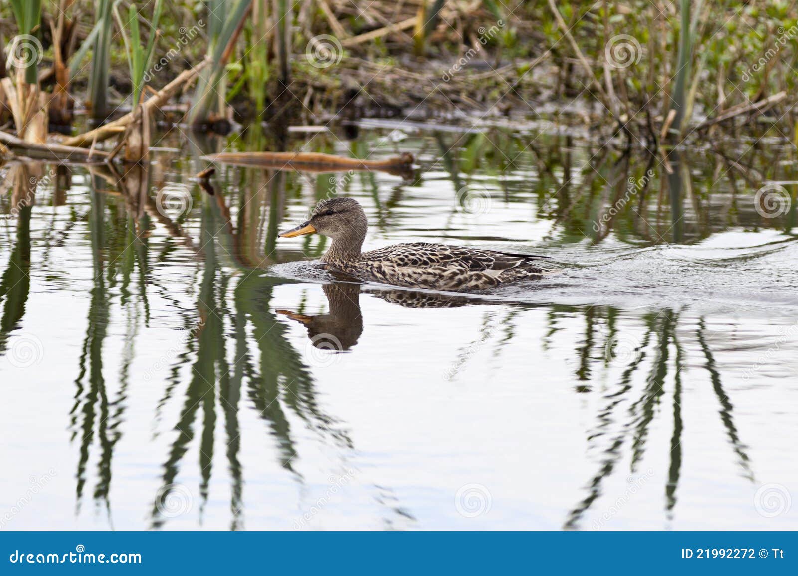 Gadwall bird stock photo. Image of lake, feather, animals - 21992272