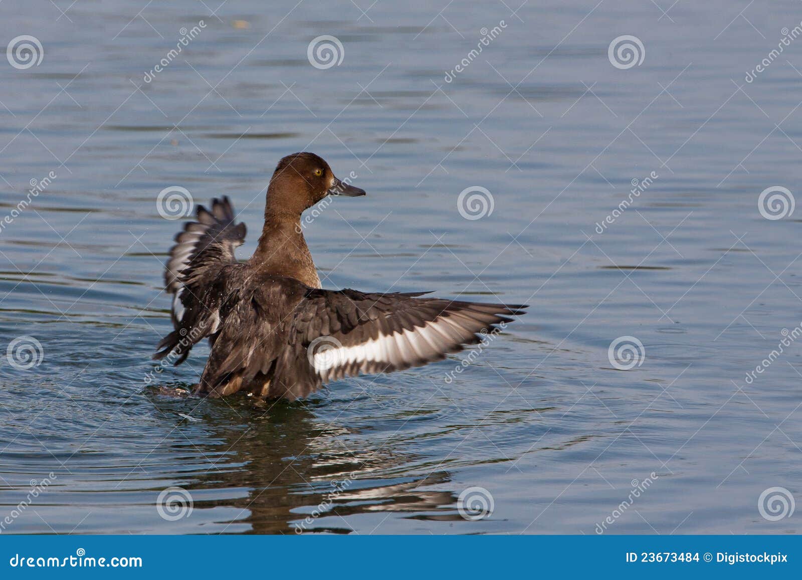 Gadwall Duck stock photo. Image of preening, flapping - 23673484