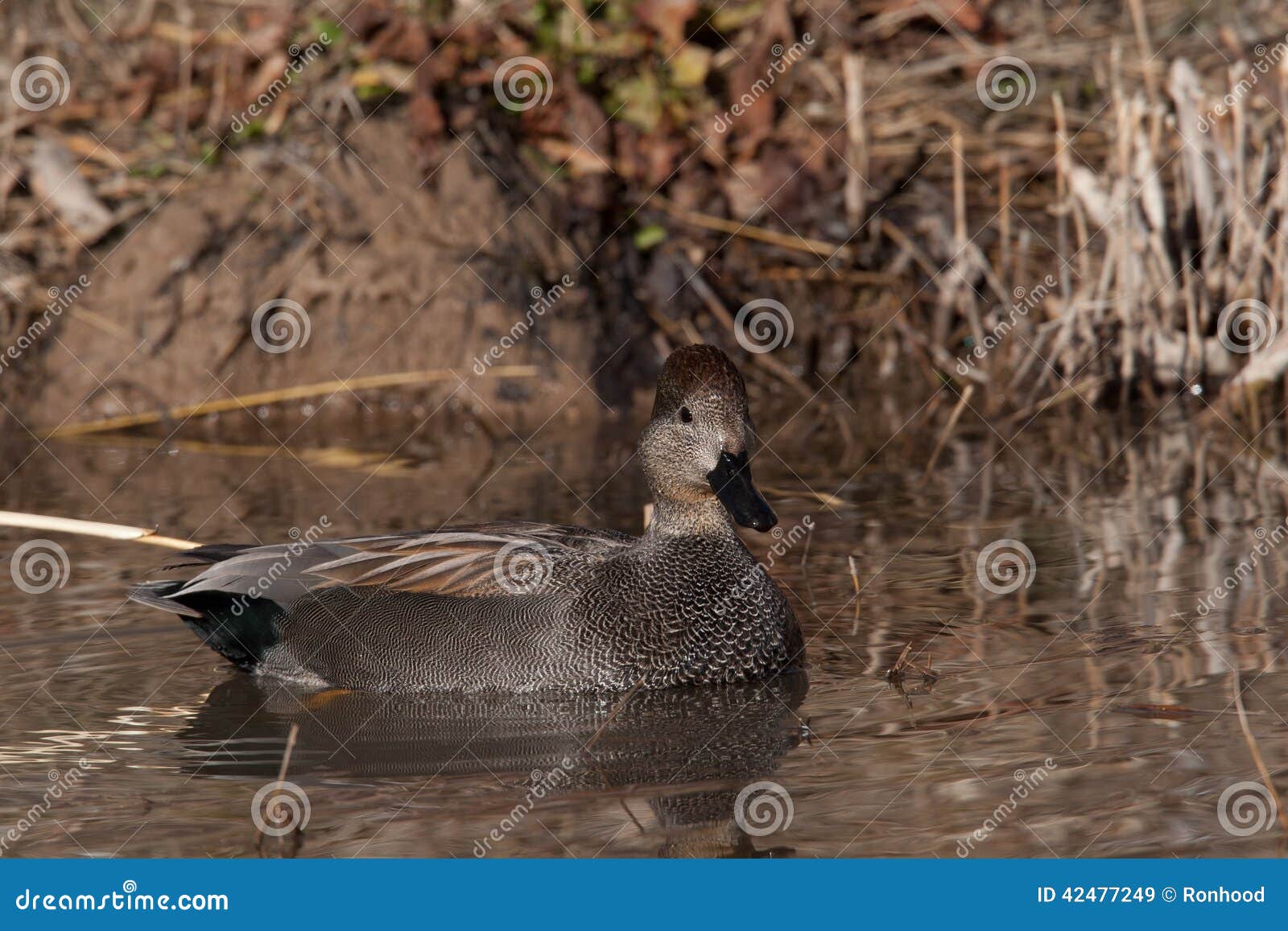 Gadwall stock image. Image of feathers, gadwall, birds - 42477249