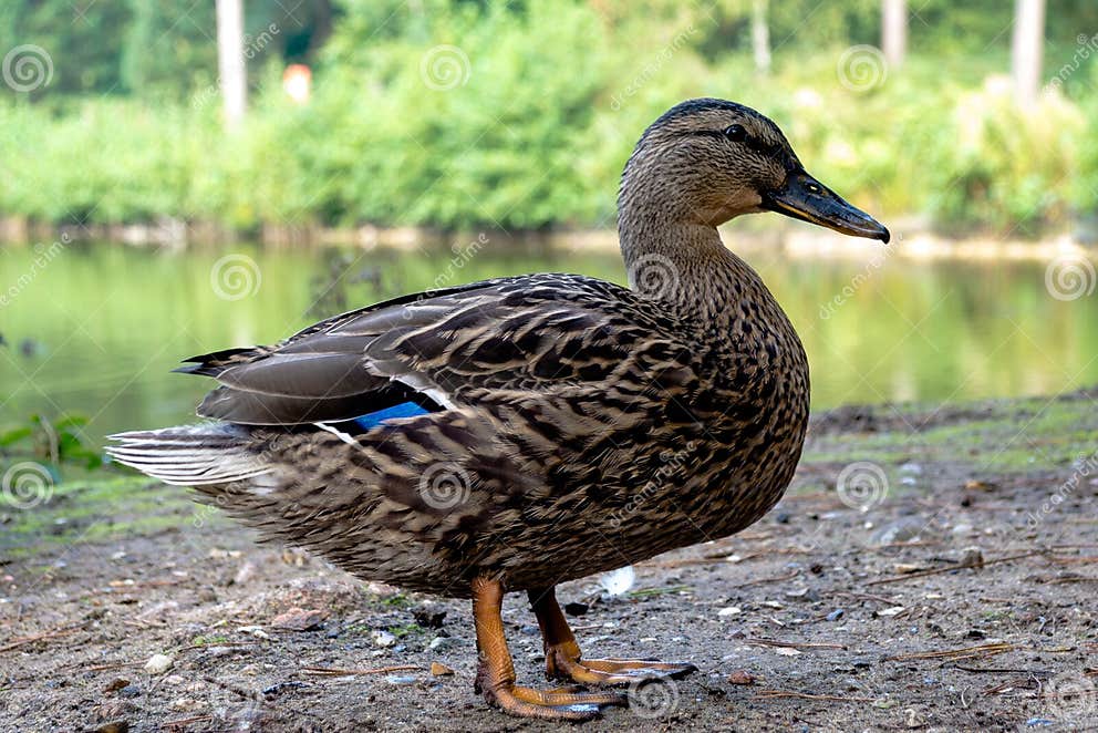Gadwall Duck Profile stock photo. Image of seasonal, bill - 42424686