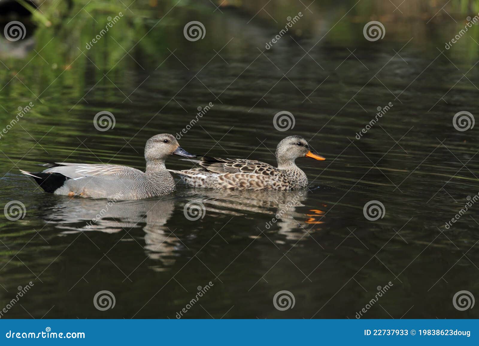 Gadwall Ducks stock image. Image of gadwall, beak, wildlife - 22737933