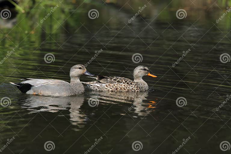 Gadwall Ducks stock image. Image of gadwall, beak, wildlife - 22737933