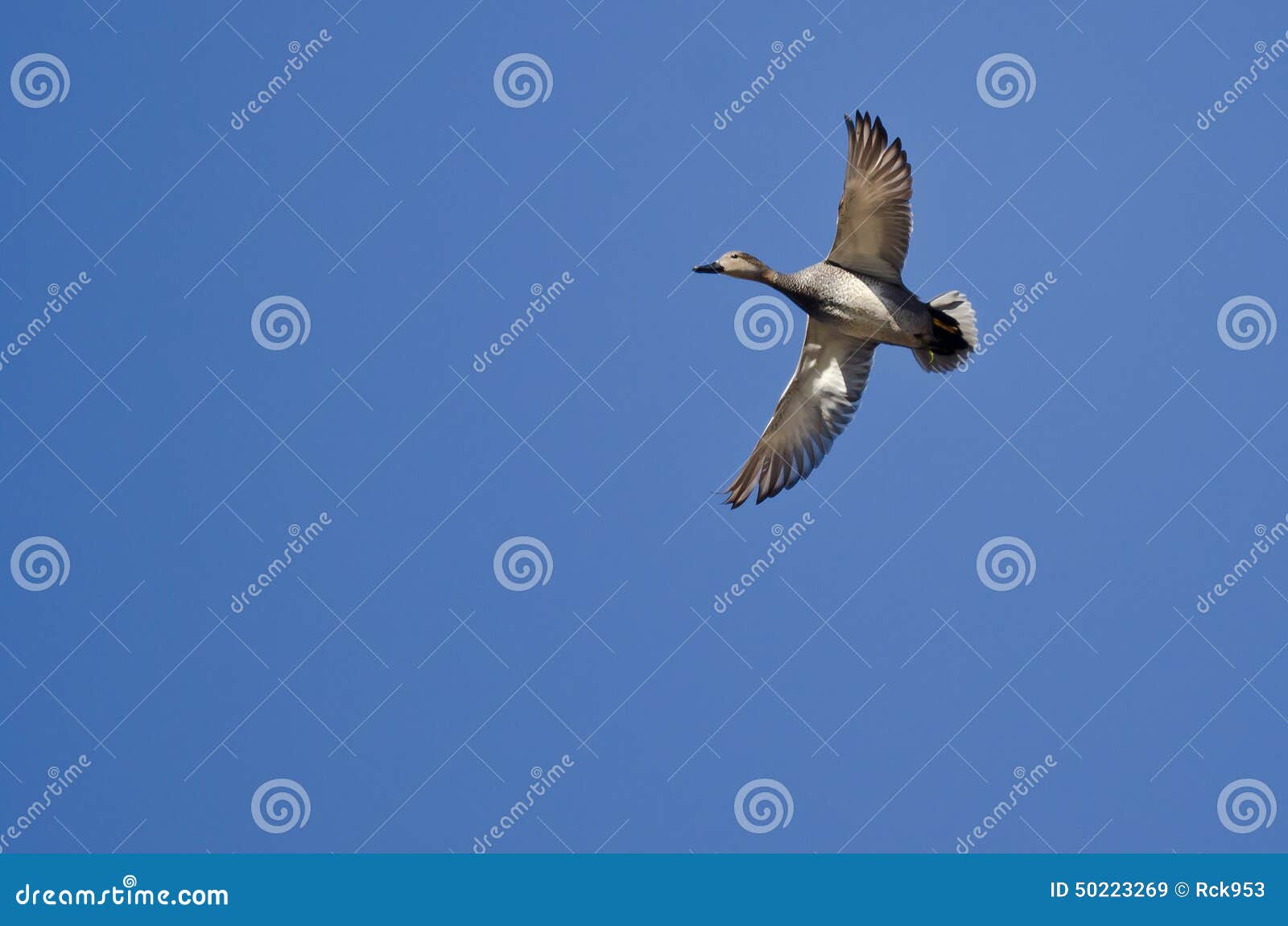 Gadwall Flying in a Blue Sky Stock Image - Image of animal, soaring ...
