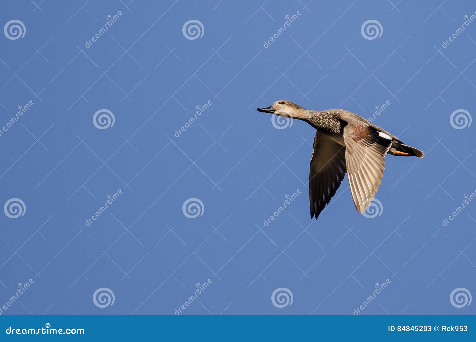 Gadwall Flying in a Blue Sky Stock Image - Image of america, north ...