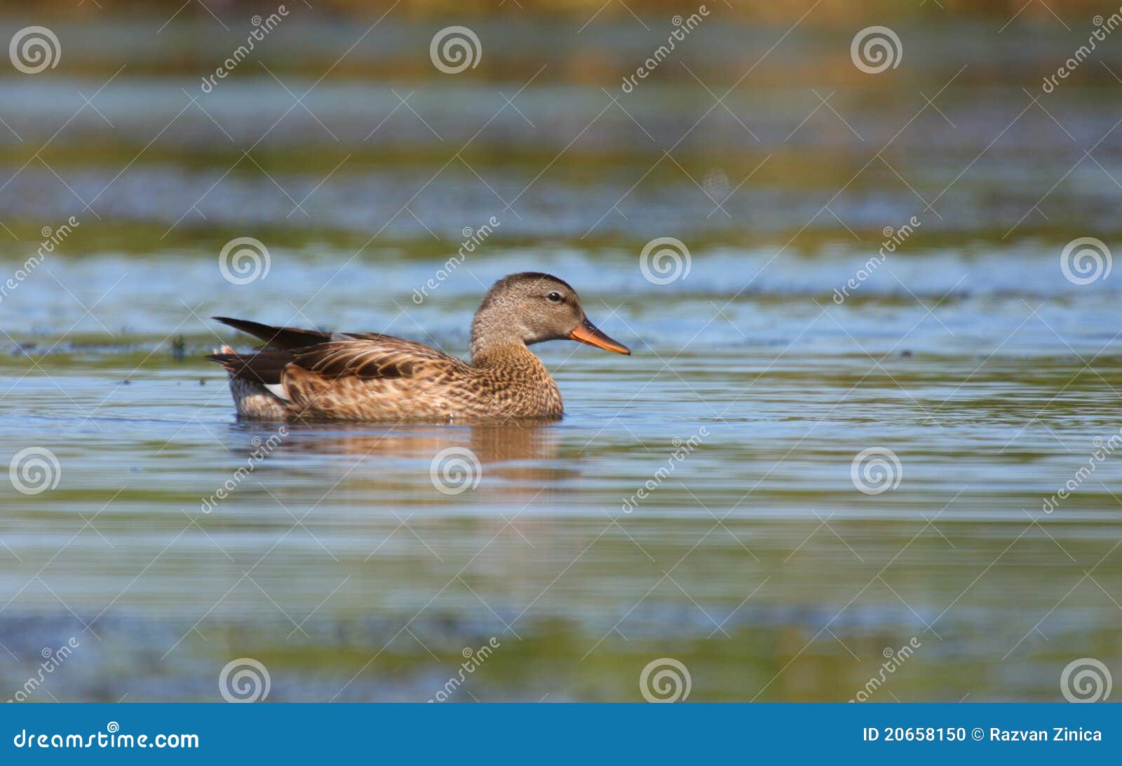 Gadwall male stock photo. Image of waterbird, duck, gadwall - 20658150