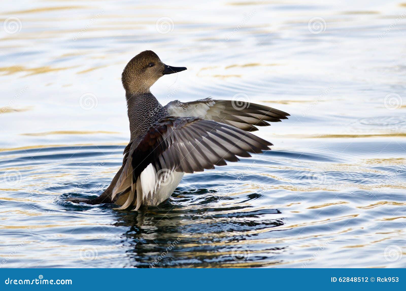 Gadwall Stretching Its Wings on the Water Stock Photo - Image of female ...
