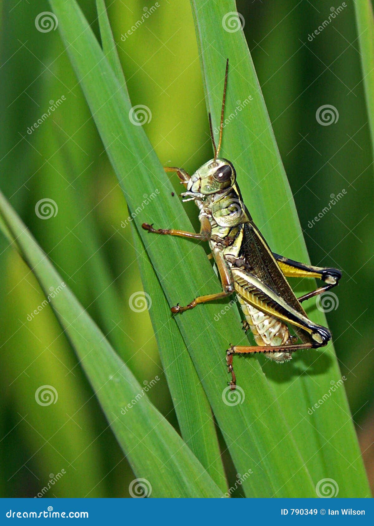 Gafanhoto imagem de stock. Imagem de assento, macro, gafanhoto - 790349