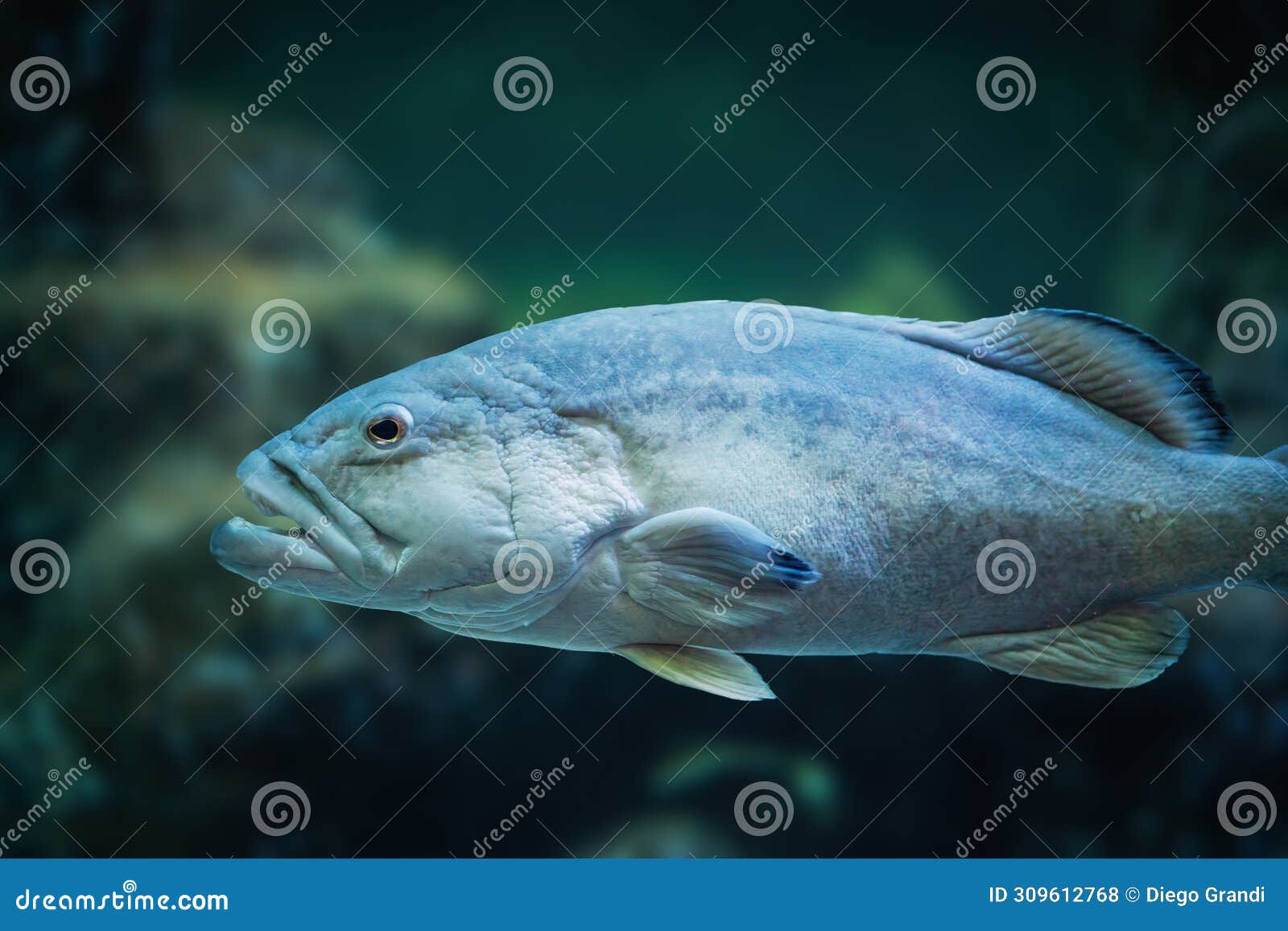 Gag Grouper fish stock photo. Image of charcoal, finned - 309612768