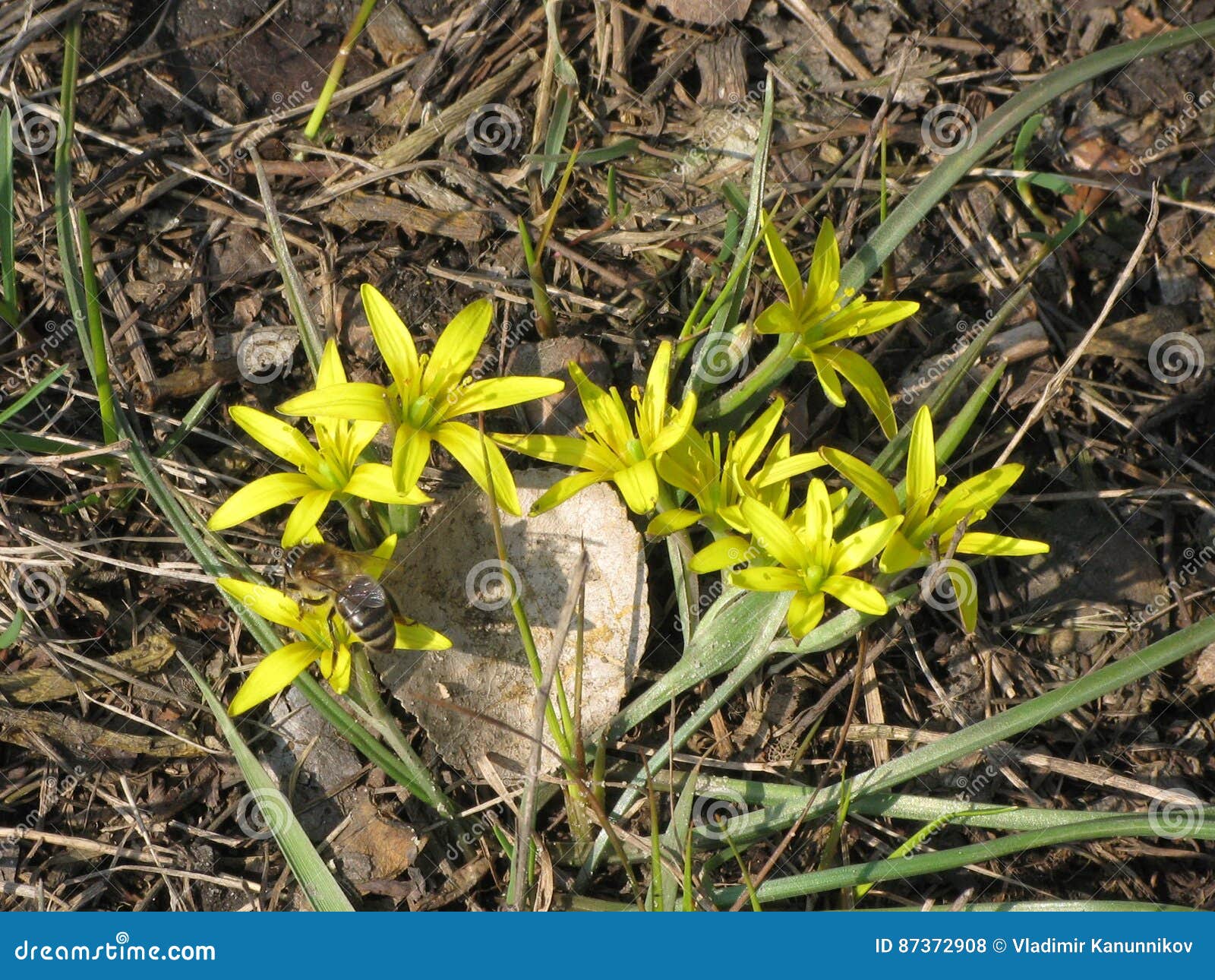 Gagea foto de archivo. Imagen de brillante, resorte, flores - 87372908