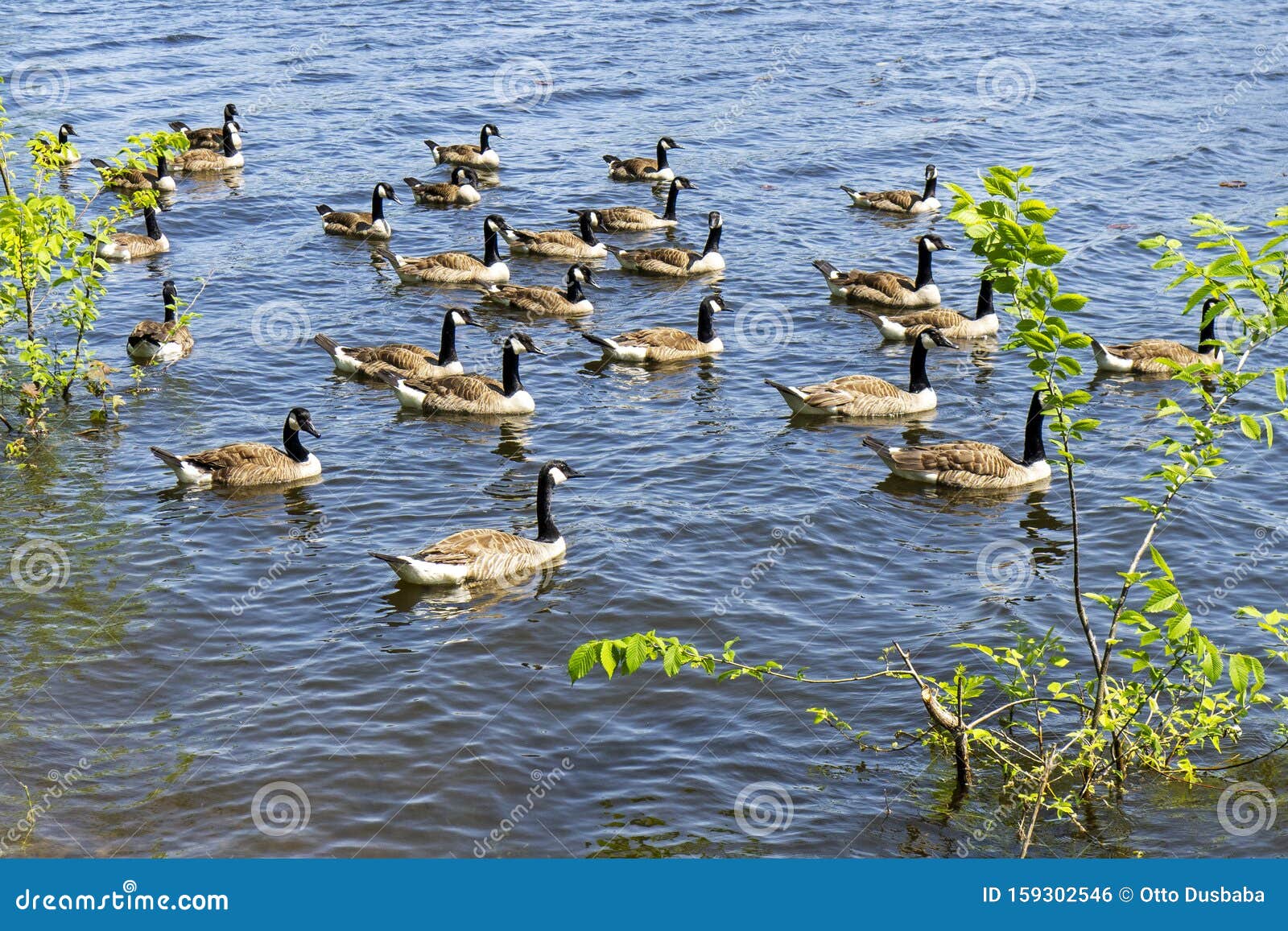 A gaggle of Canada Geese stock photo. Image of canada - 159302546