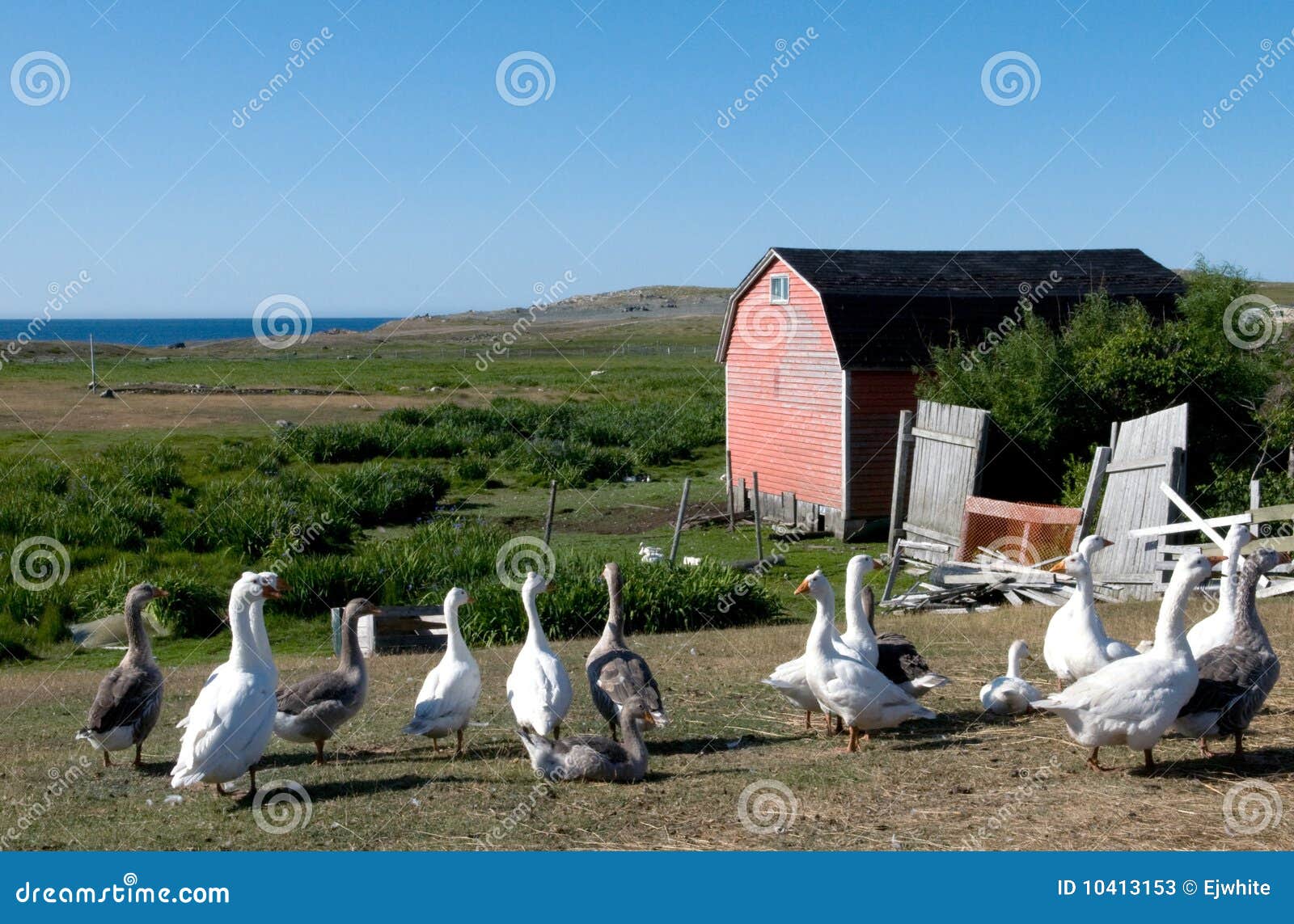 Gaggle of geese stock image. Image of seaside, barn, domestic - 10413153