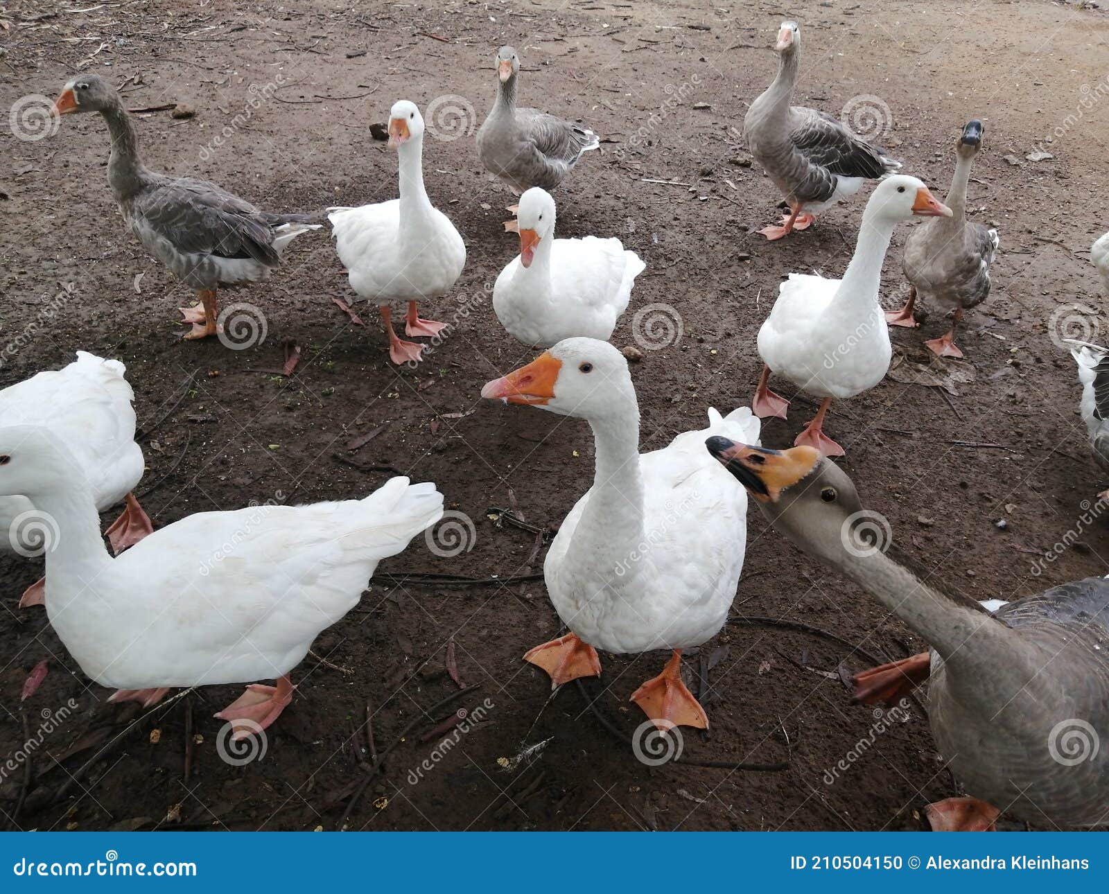 Gaggle of geese stock photo. Image of bird, goose, swan - 210504150