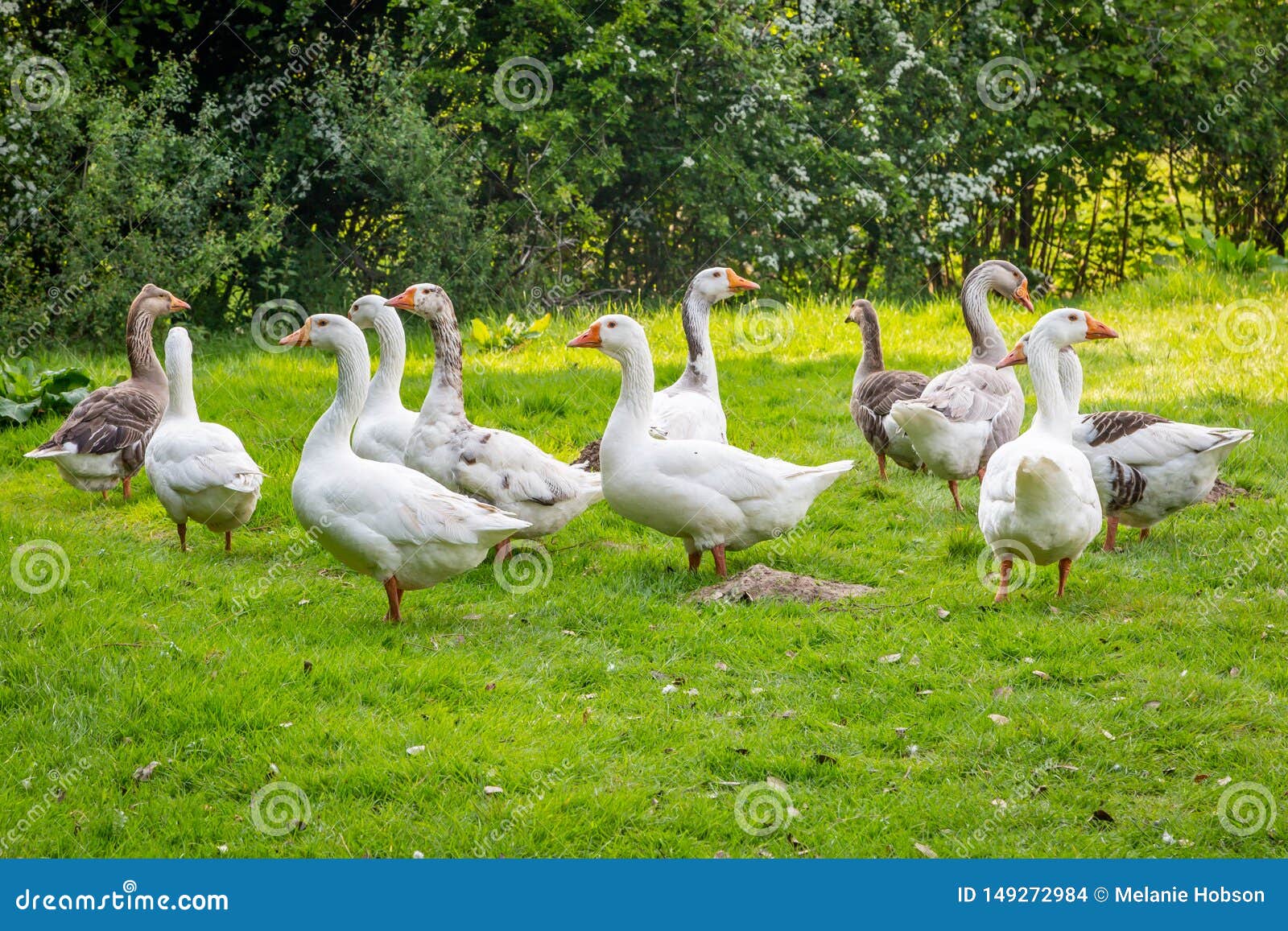Flock Of Geese Clipart