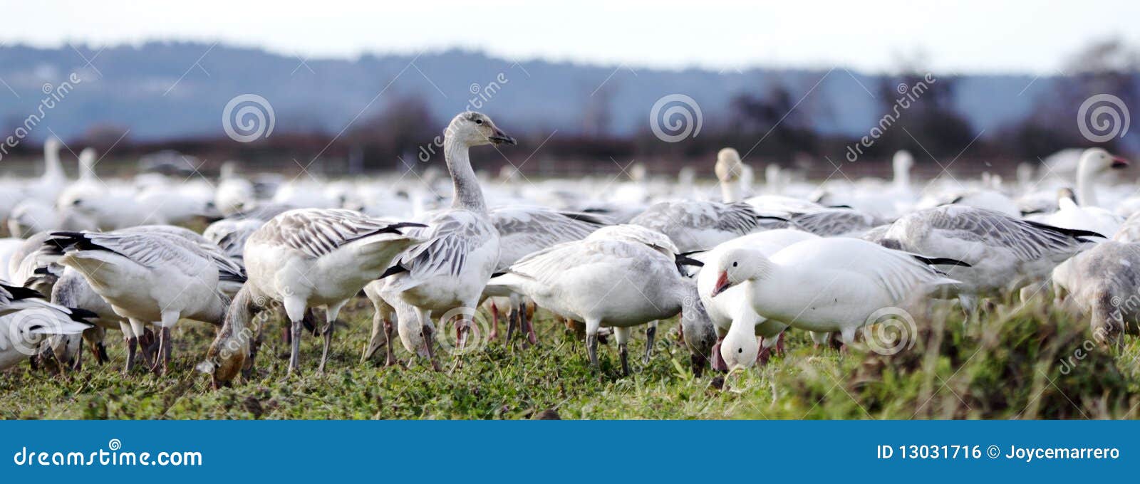 Gaggle of Snow Geese stock photo. Image of animal, waterfowl - 13031716