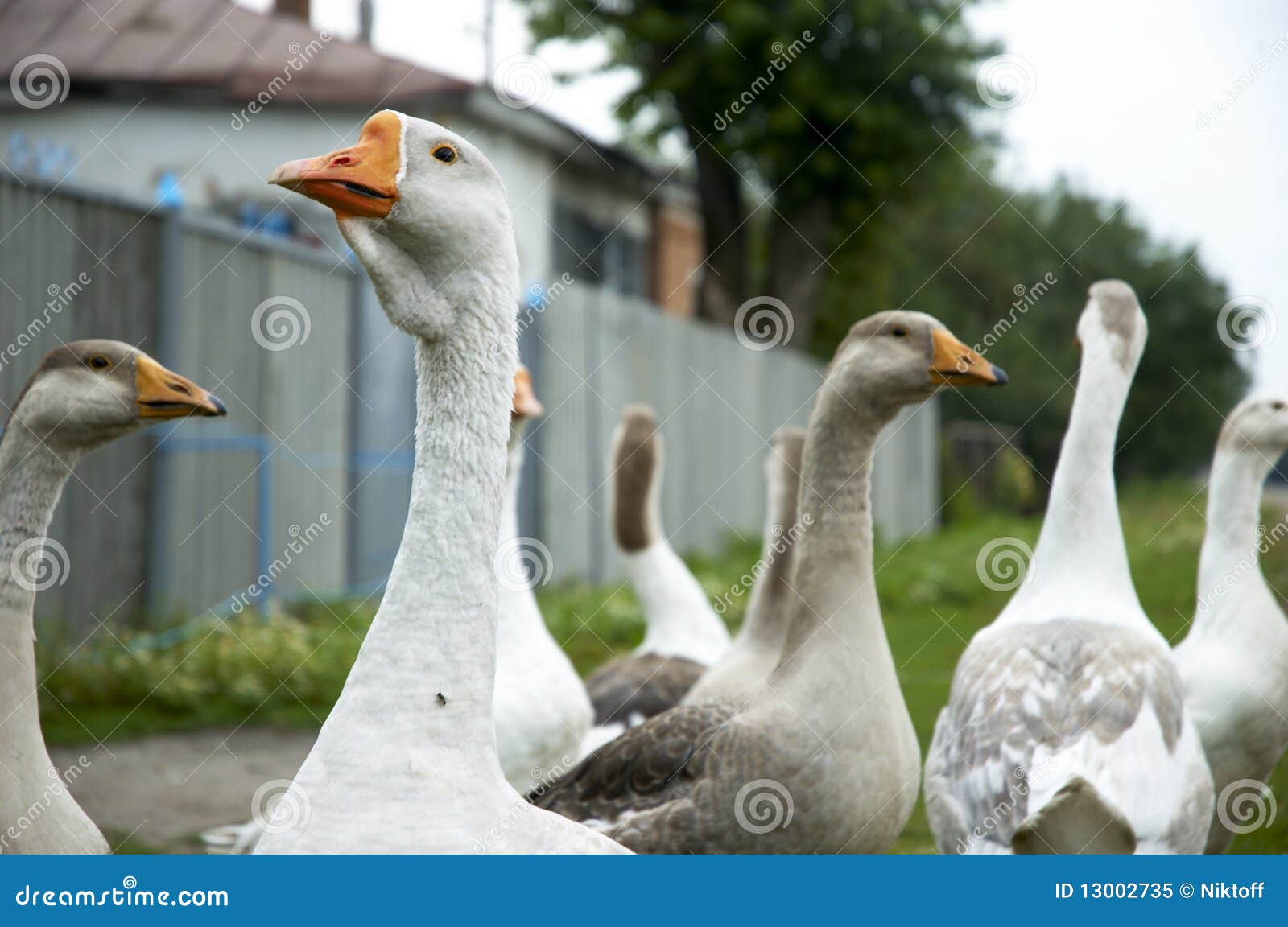 Gaggle in a village stock image. Image of flock, rustic - 13002735
