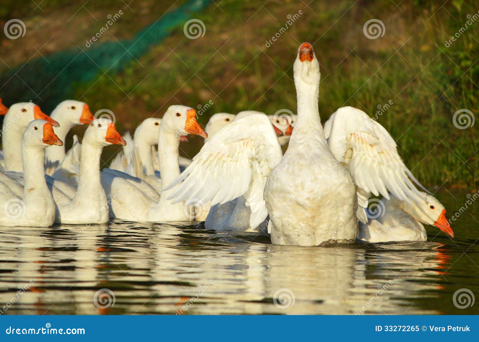 Gaggle of white geese stock image. Image of chordata - 33272265