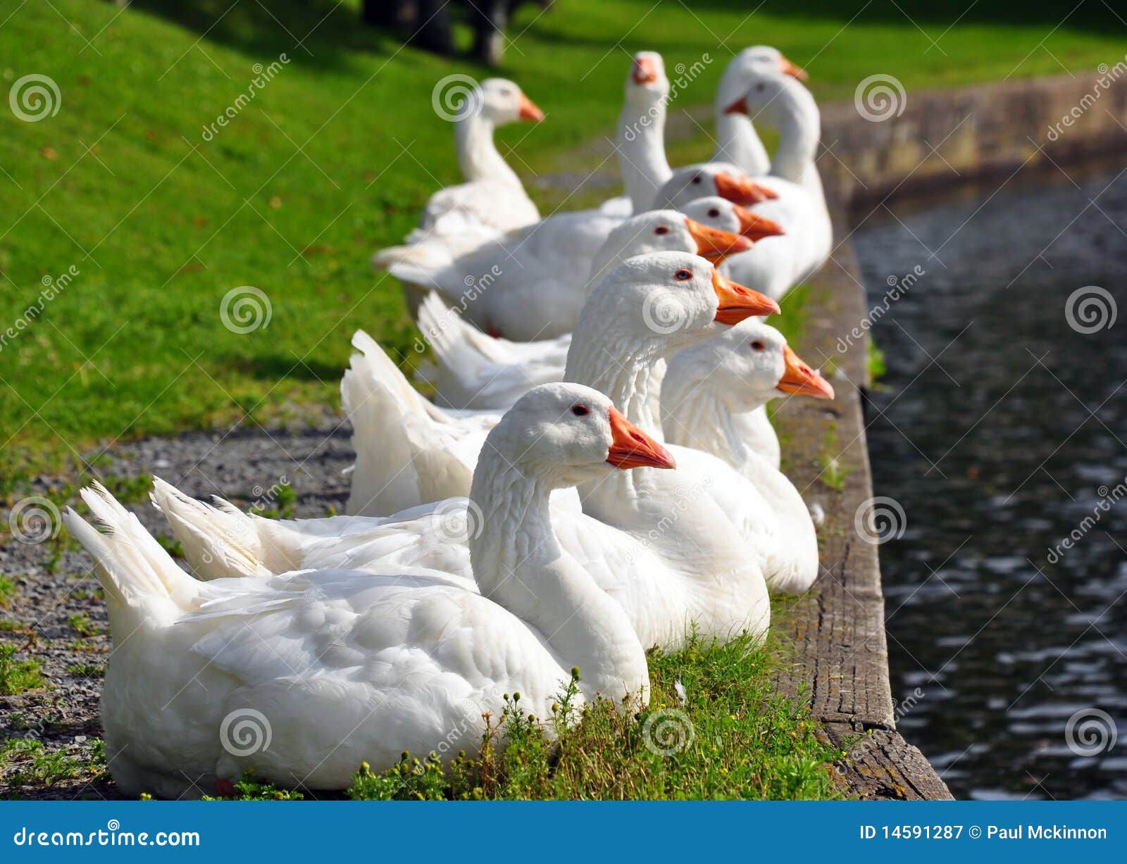 Gaggle of White Geese Lined Up. Stock Image - Image of goose, lined ...