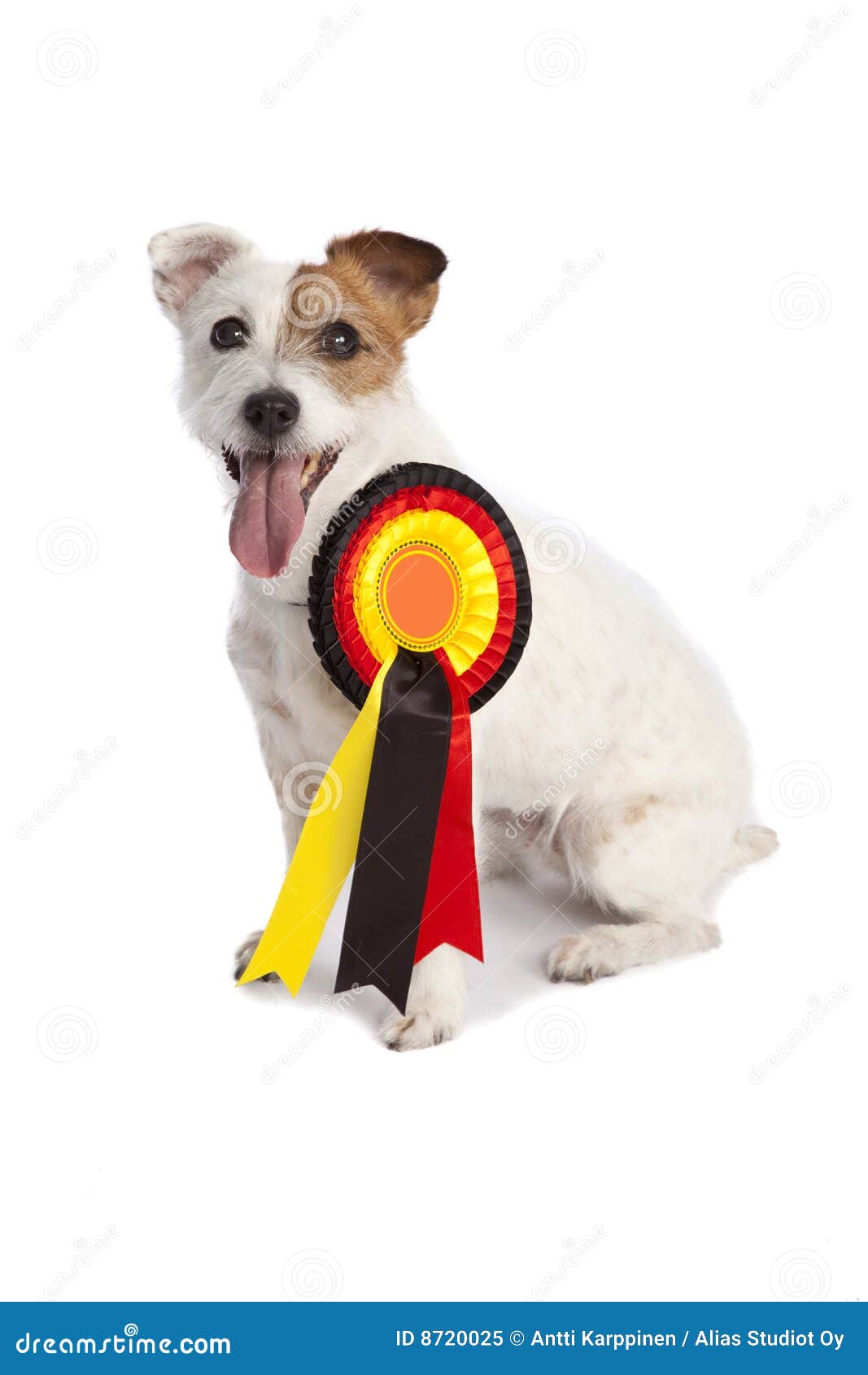 Gagnant De Chien Terrier De Russell De Plot Image stock - Image du plot ...