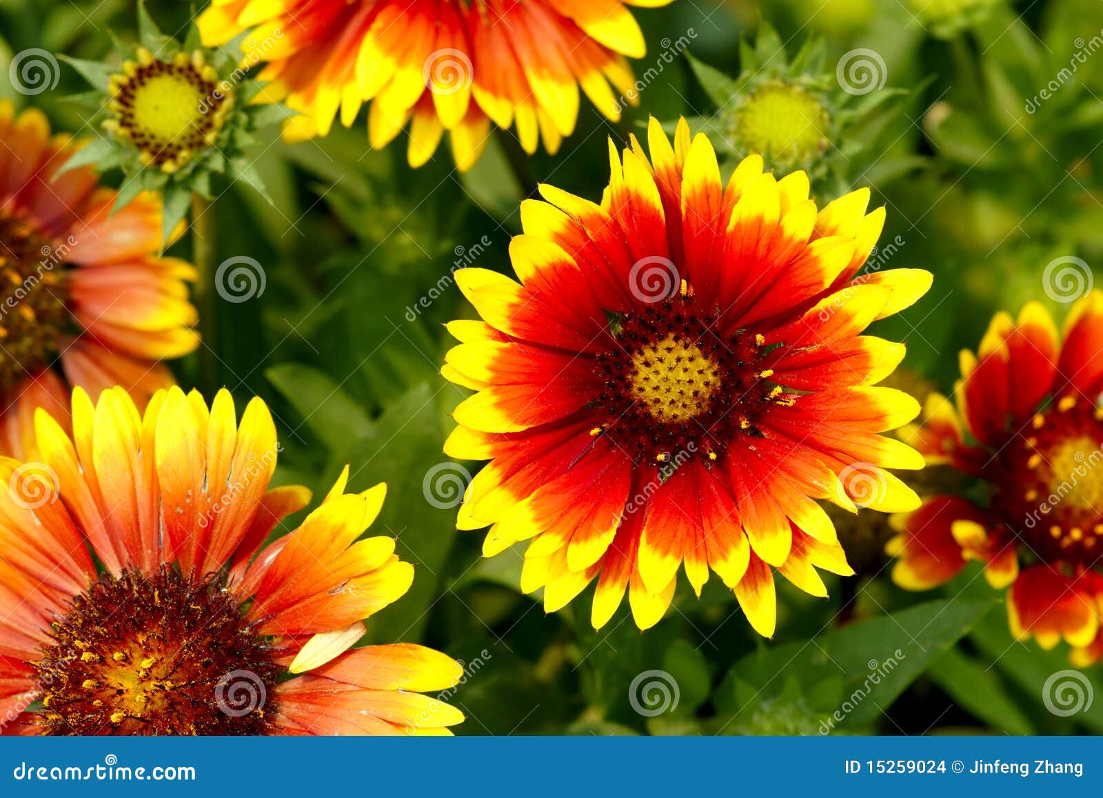 Gaillardia flower stock photo. Image of green, asteraceae - 15259024