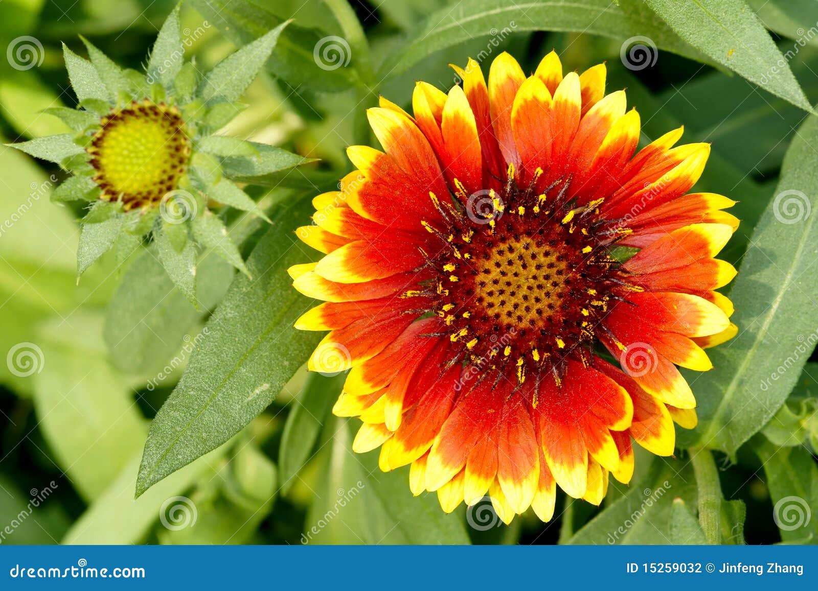 Gaillardia flower stock photo. Image of decorative, closeup - 15259032