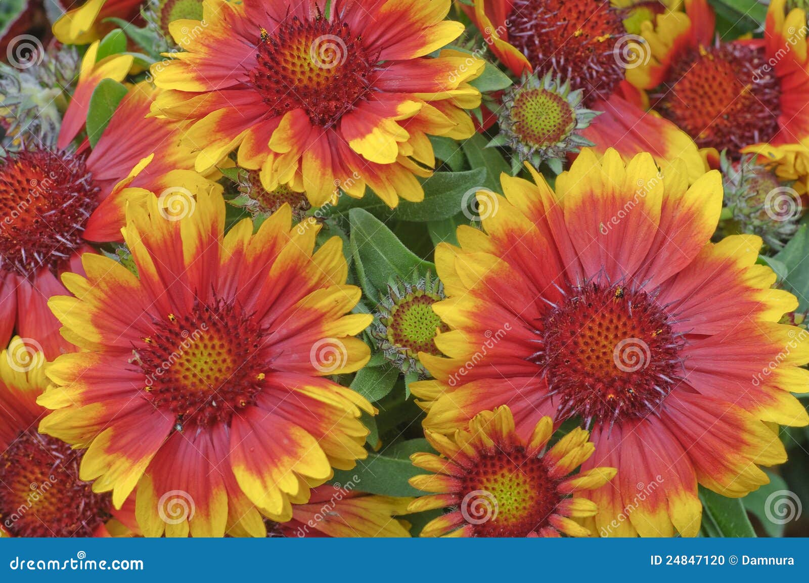 Gaillardia X Grandiflora Blanket Flower Stock Photo - Image of flower ...