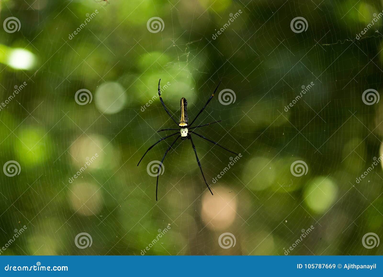 Gaint Spider Stock Photos - Free & Royalty-Free Stock Photos from ...