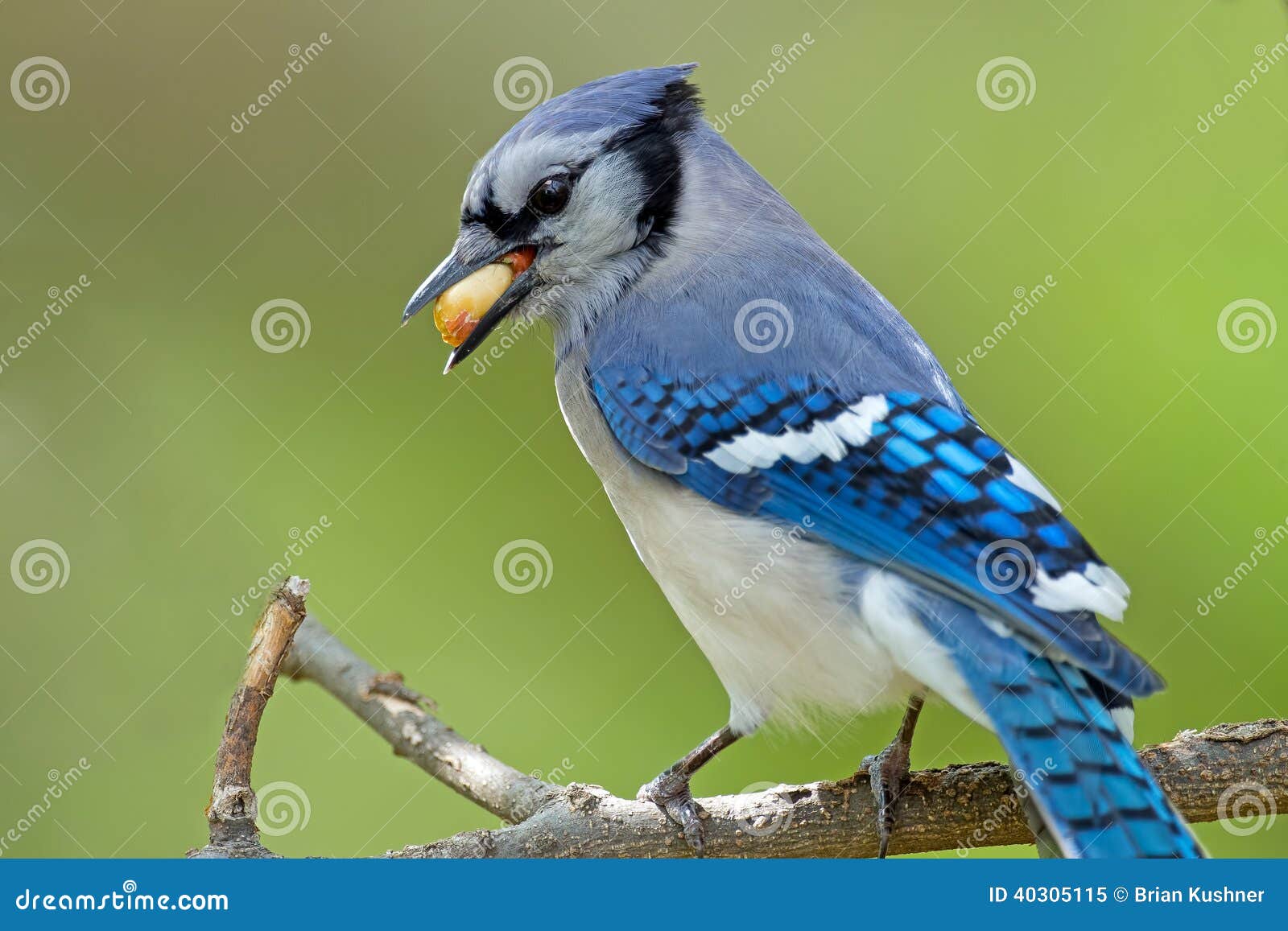 Gaio azul imagem de stock. Imagem de fofofo, traseira - 40305115