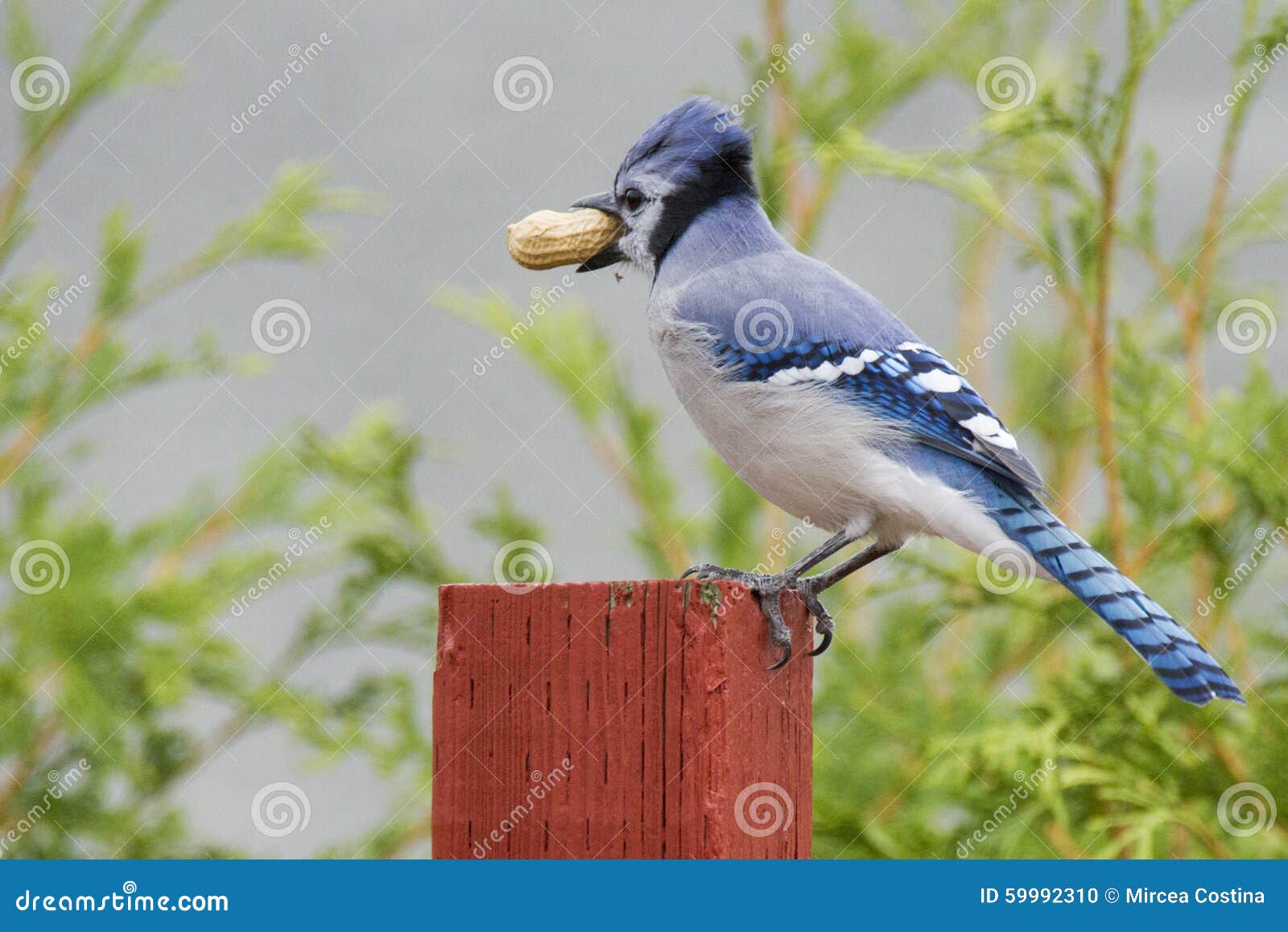 Gaio azul foto de stock. Imagem de queda, retrato, floresta - 59992310
