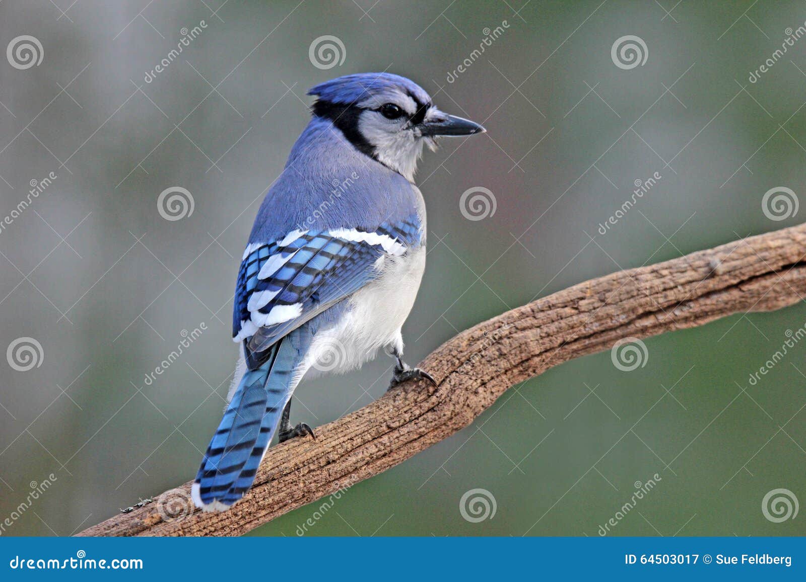 Gaio azul imagem de stock. Imagem de casca, filial, nave - 64503017