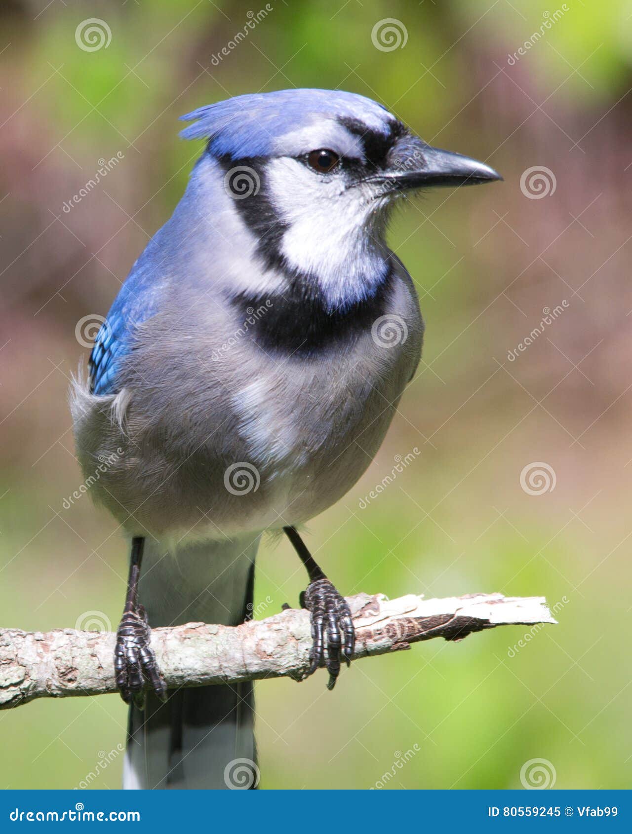 Gaio azul imagem de stock. Imagem de azul, penas, jato - 80559245