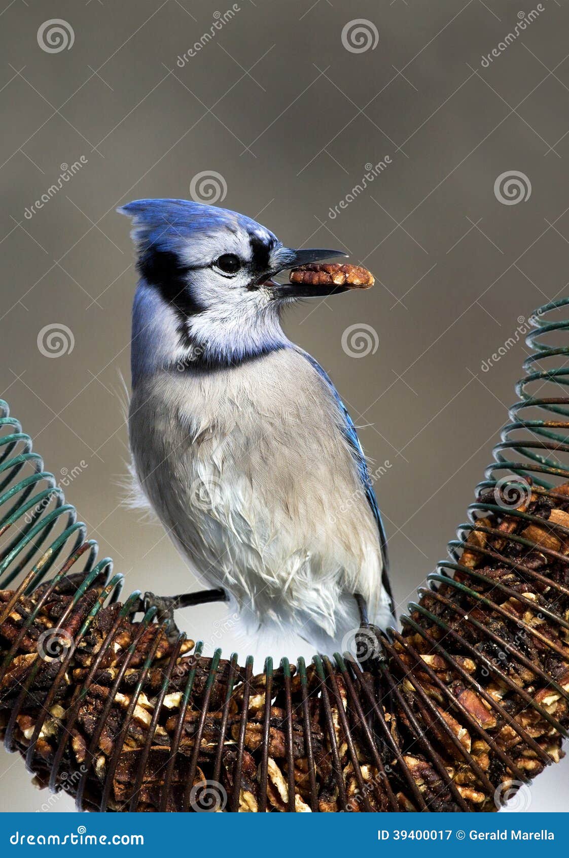 Gaio Azul (cristata Do Cyanocitta) Imagem de Stock - Imagem de ...