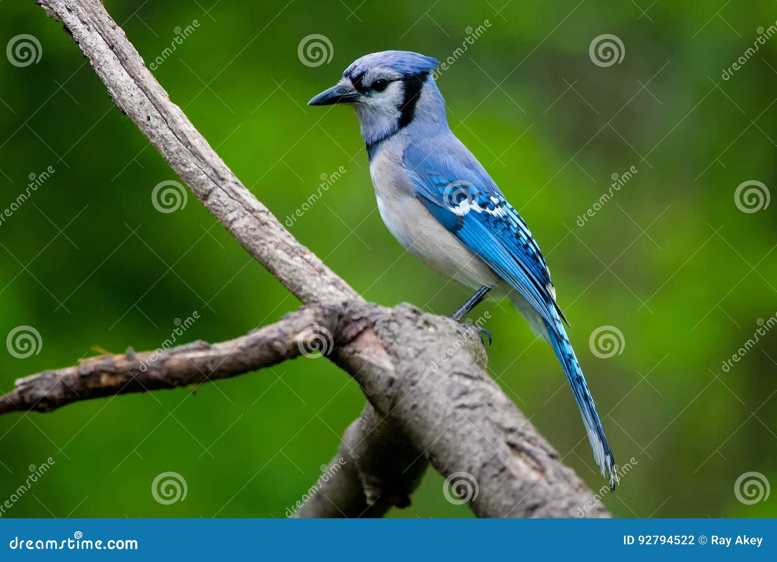 Gaio Azul Em Uma Vara Natural Foto de Stock - Imagem de passarinho ...