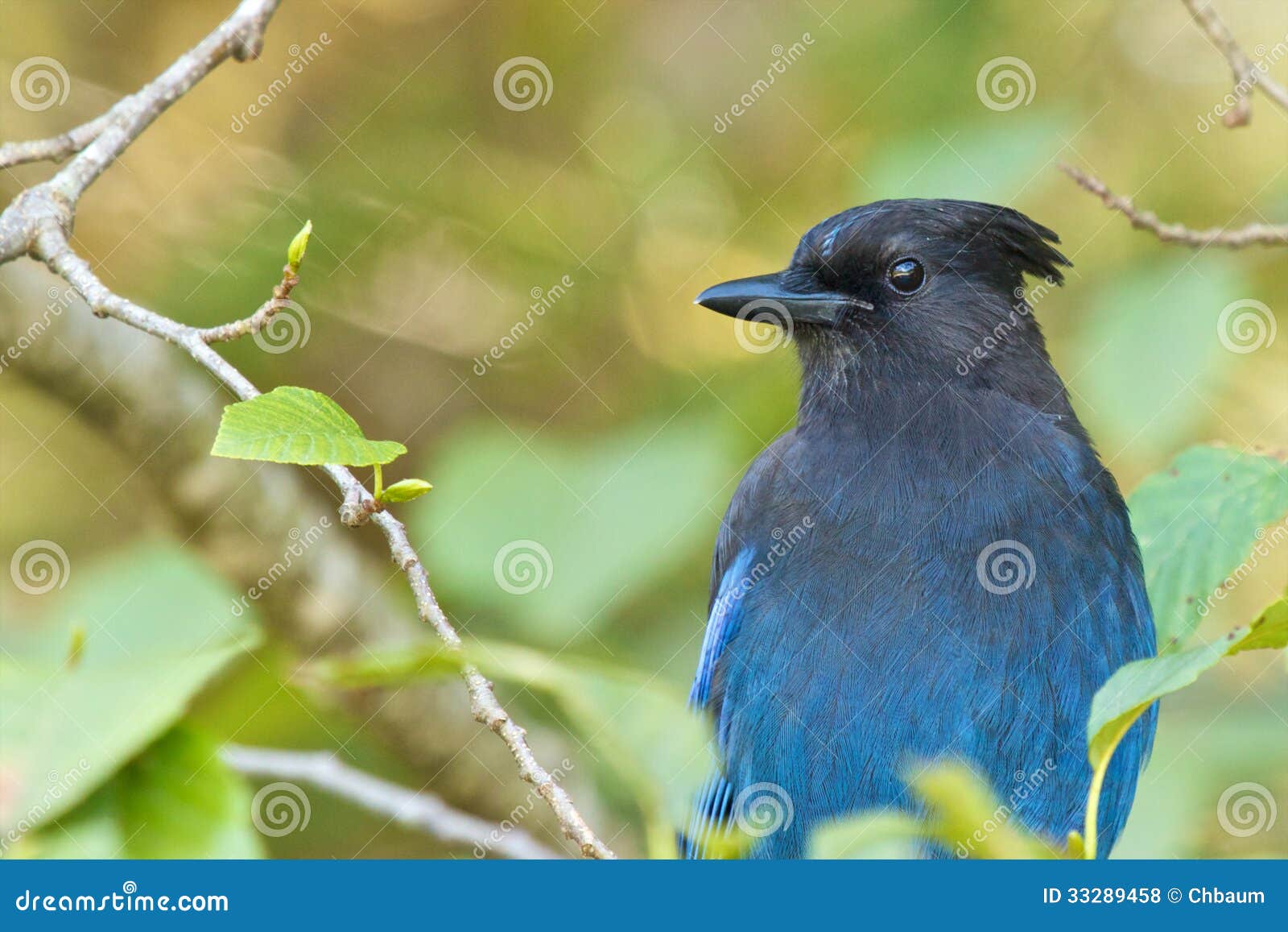 Gaio azul estelar 1 foto de stock. Imagem de filial, asas - 33289458