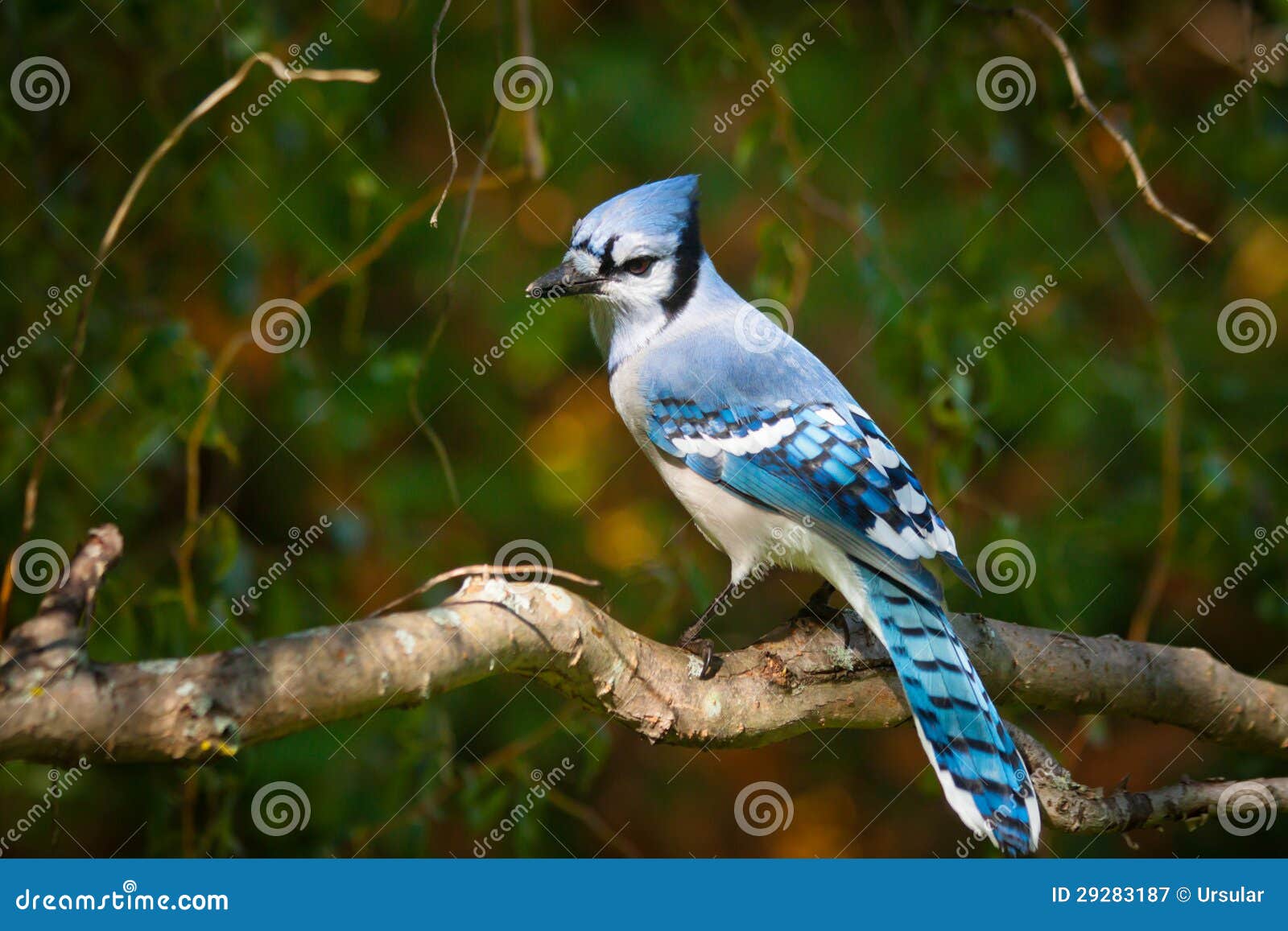 Gaio azul no salgueiro imagem de stock. Imagem de wildlife - 29283187