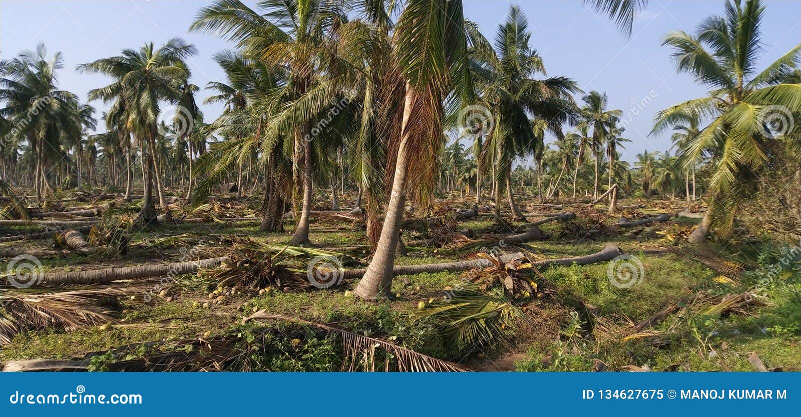 Gaja stock image. Image of trambalam, distinct, trichy - 134627675