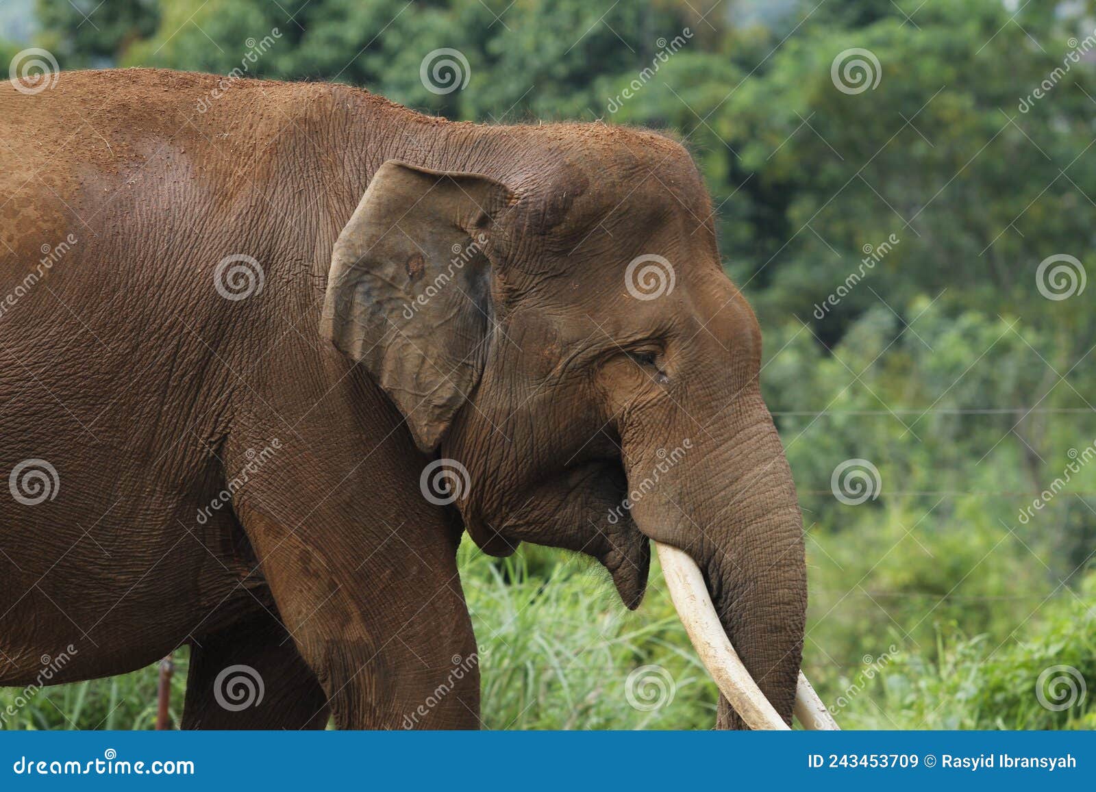 Gajah sumatera imagen de archivo. Imagen de aventura - 243453709