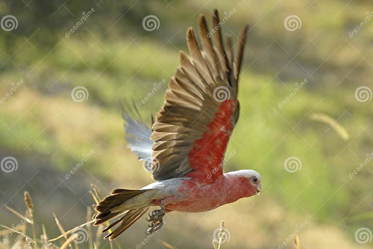 Gala - Bird stock image. Image of australian, span, birds - 4207761