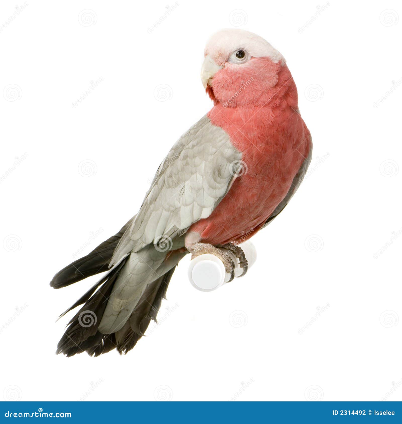Galah Stock Photography - Image: 2314492
