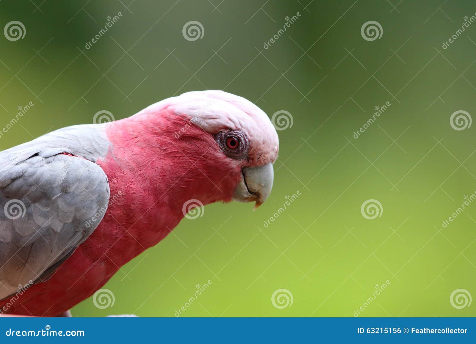 Galah стоковое фото. изображение насчитывающей джунгли - 63215156