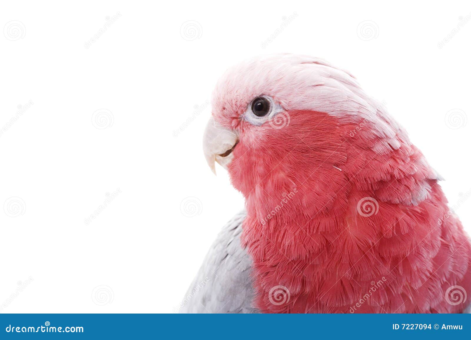 Galah stock photo. Image of intelligent, colorful, domestic - 7227094