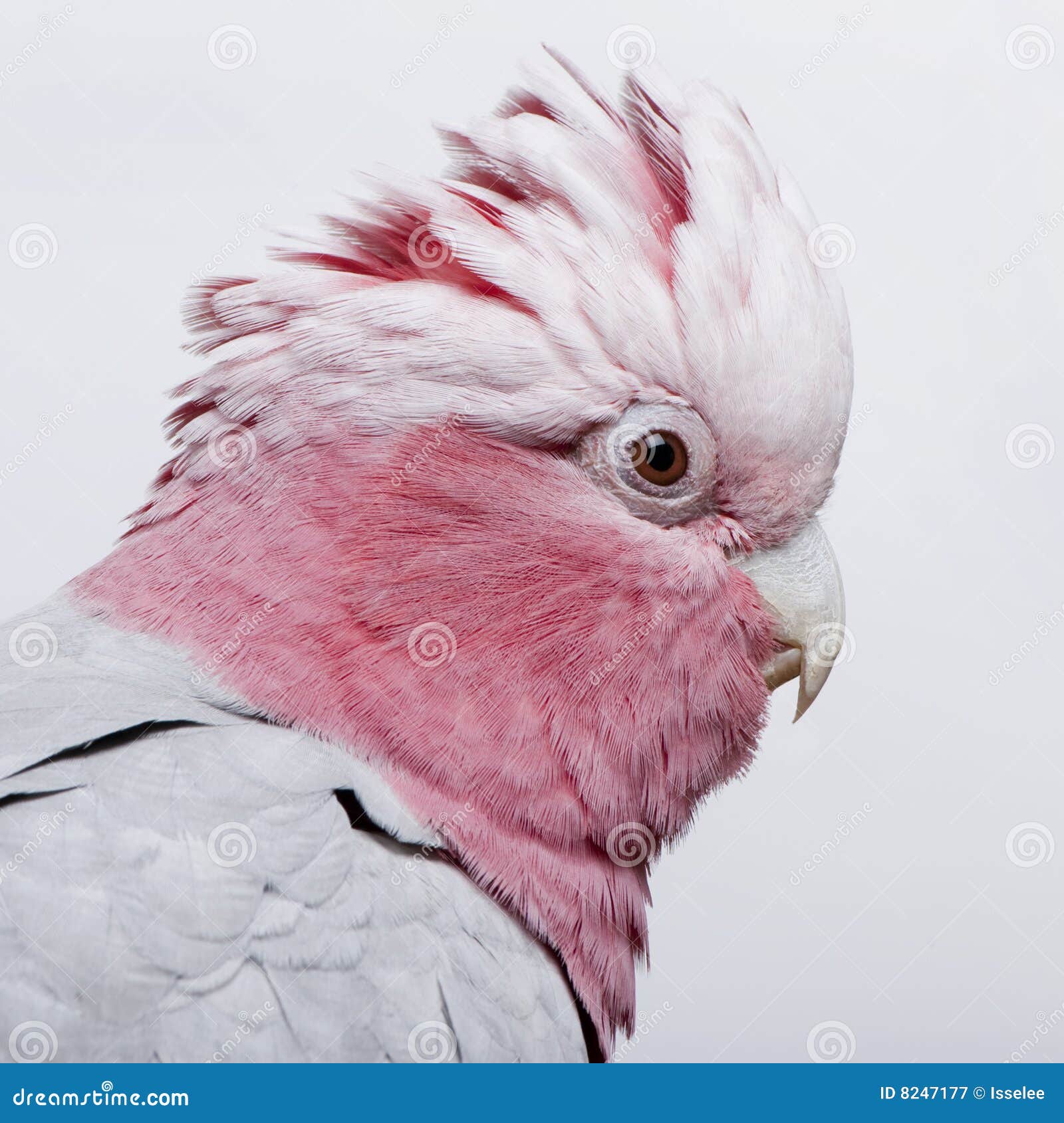 Galah Bird - Eolophus Roseicapilla (19 Months) Stock Image - Image of ...