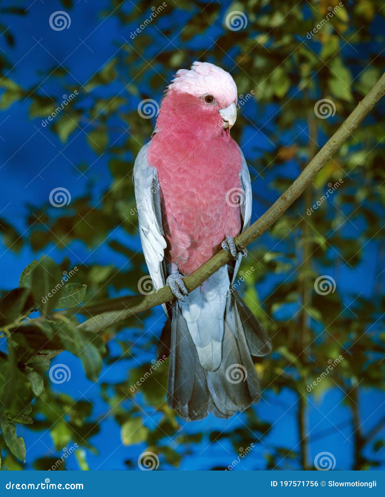 Galah, Eolophus Roseicapilla, Standing on Branch Stock Photo - Image of ...