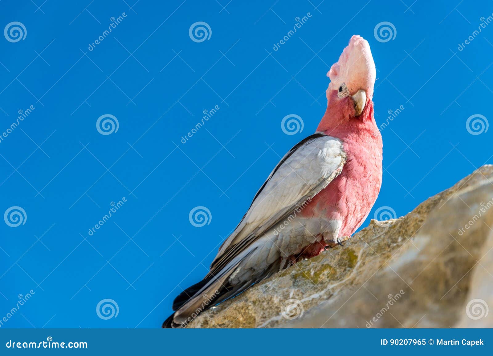 Galah parrot stock image. Image of fauna, animal, galah - 90207965