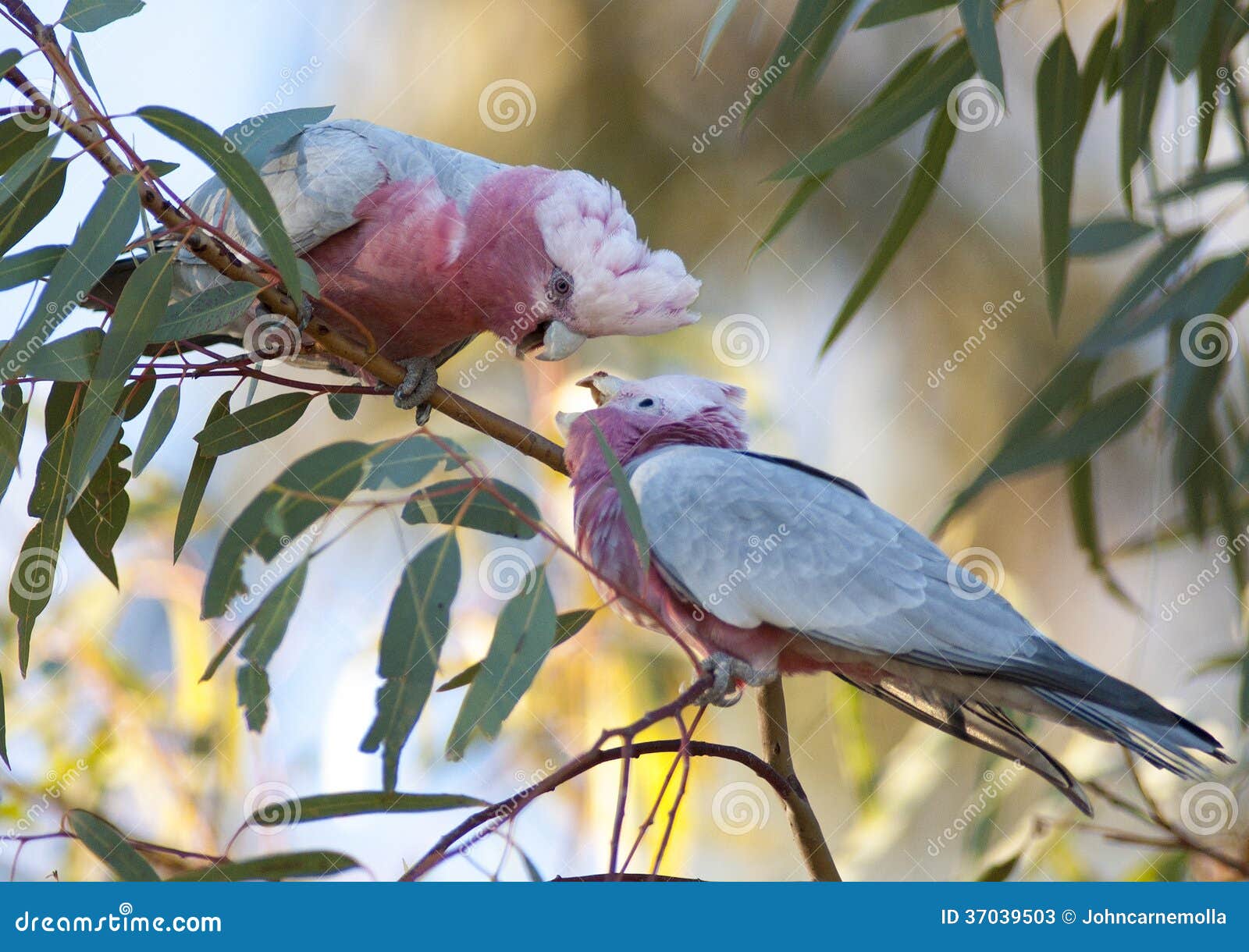 Galah stock image. Image of wildlife, australia, parrot - 37039503