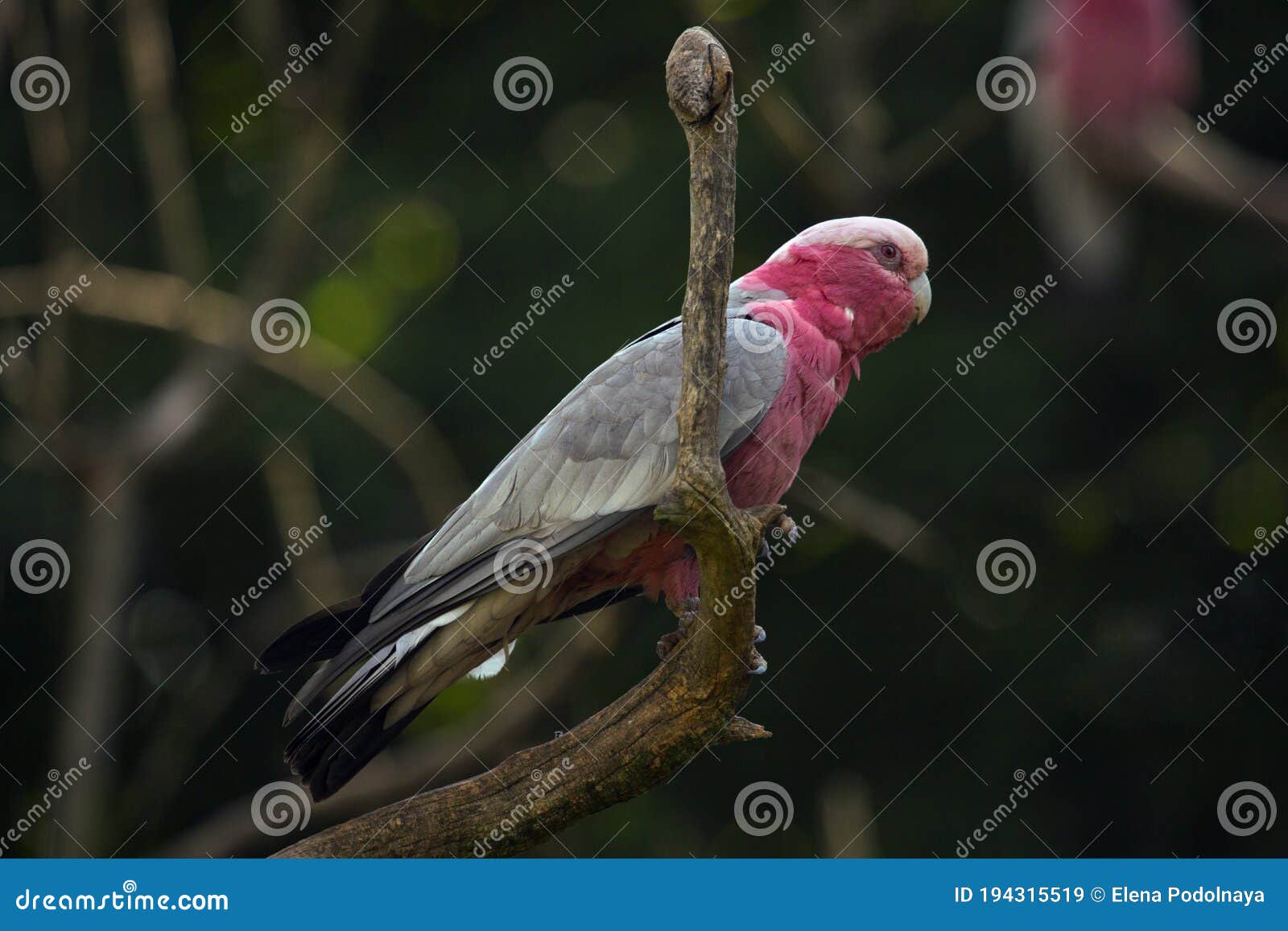 Galah Pink And Grey Cockatoo Eolophus Roseicapilla Stock Image Image Of Roseate